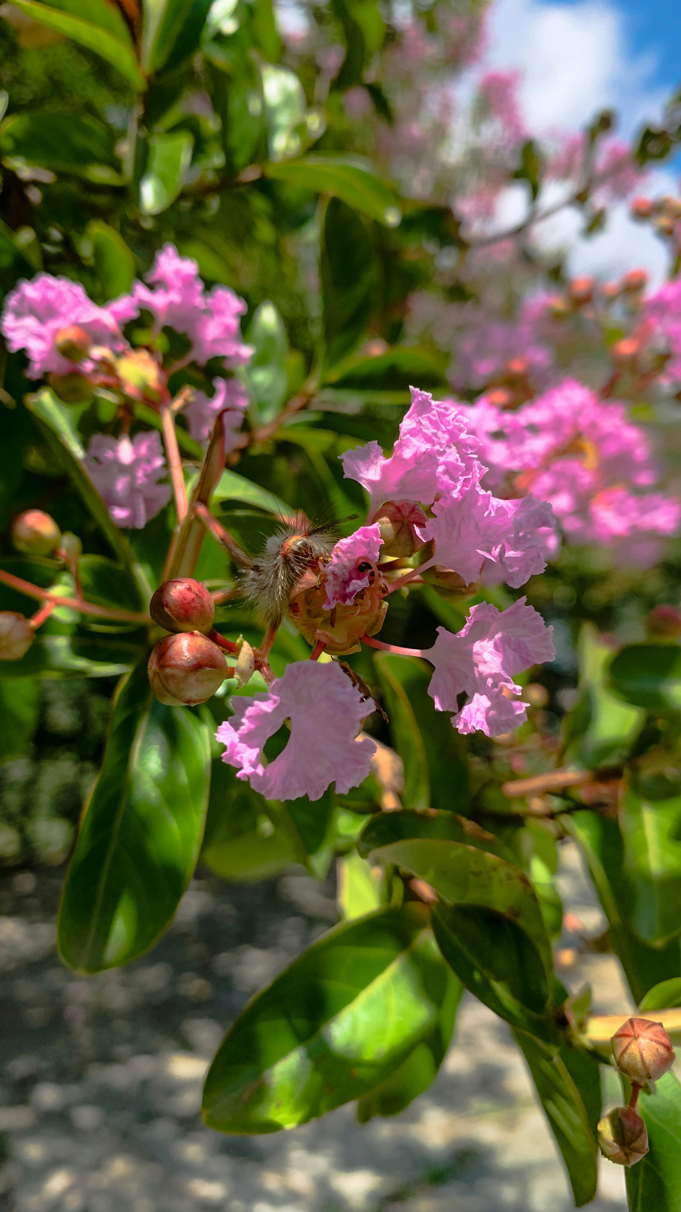 Close-up of Crape Myrtle Flowers · Free Stock Photo