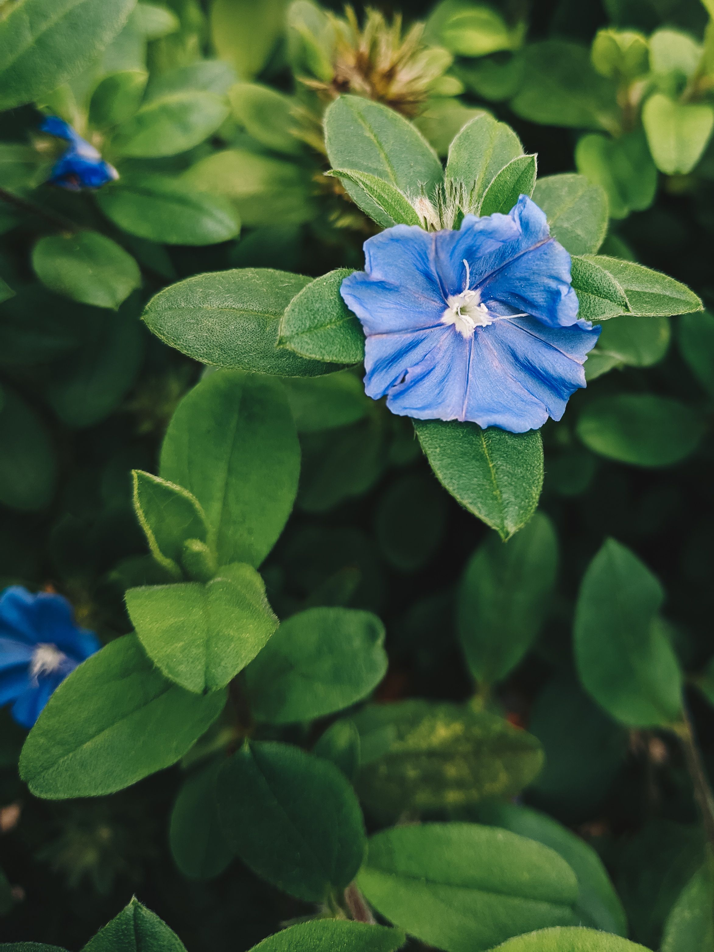 Blue Flower in Close Up Photography · Free Stock Photo