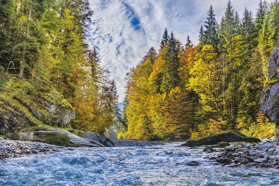 River Surrounded By Trees · Free Stock Photo River Surrounded By Trees · Free Stock Photo
