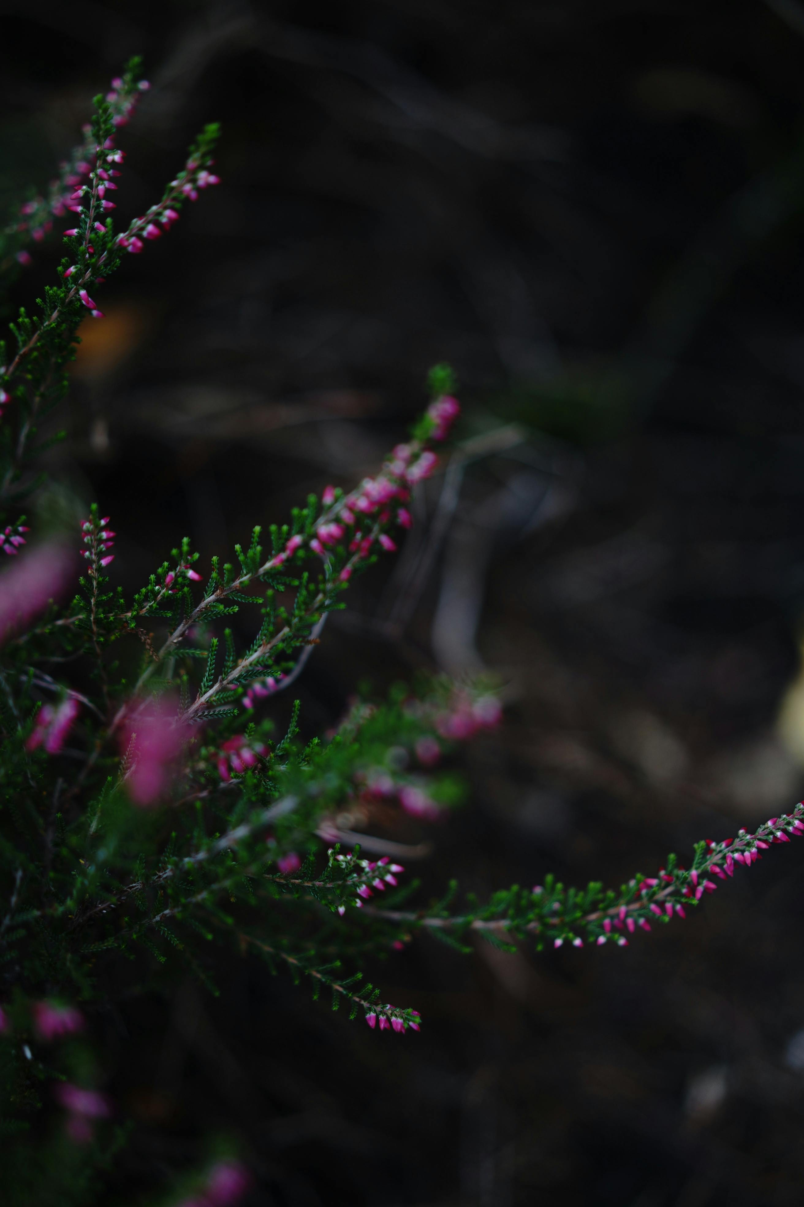 Florets Photos, Download The BEST Free Florets Stock Photos & HD Images