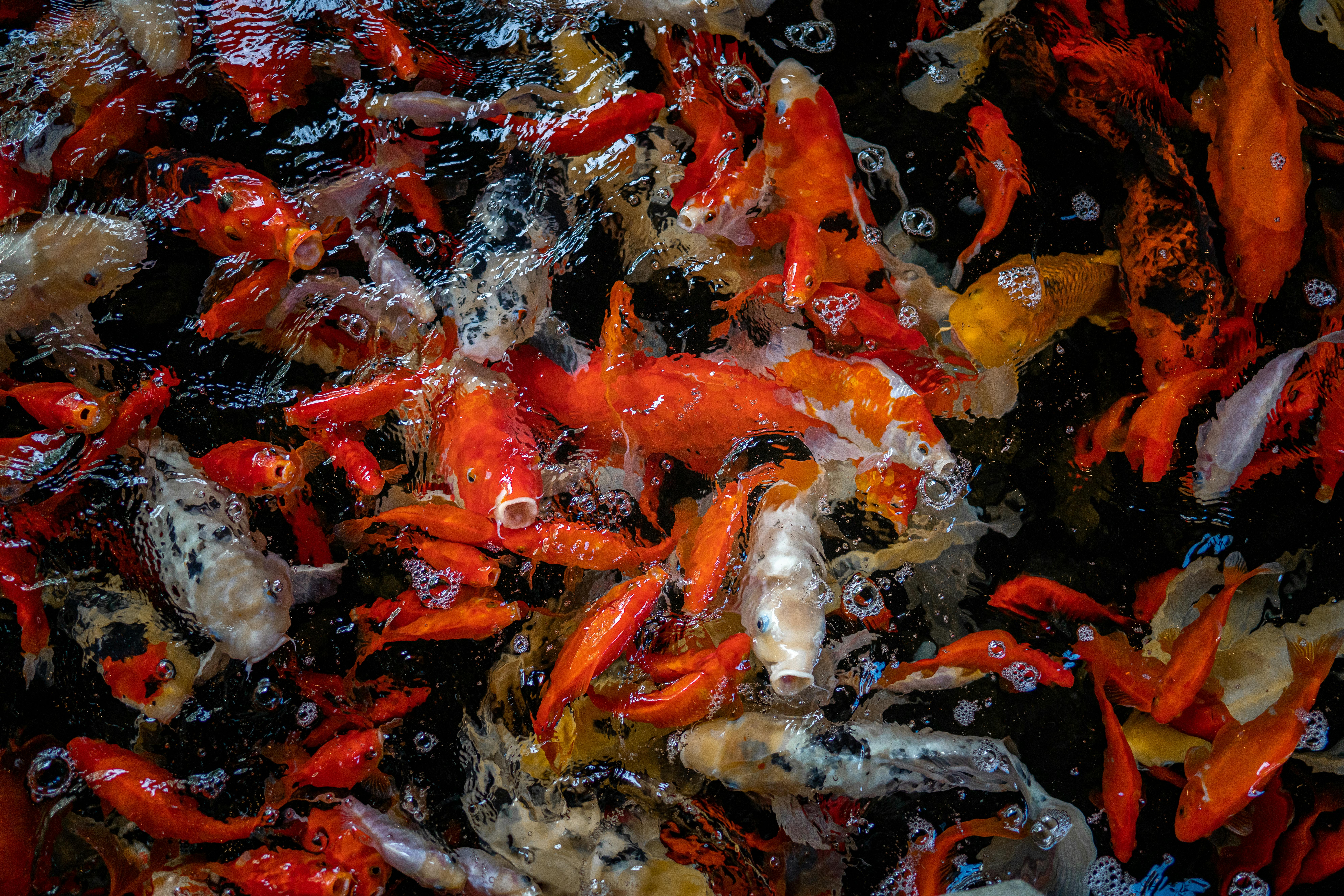 An Orange and White Koi Fishes Swimming on a Pond · Free Stock Photo
