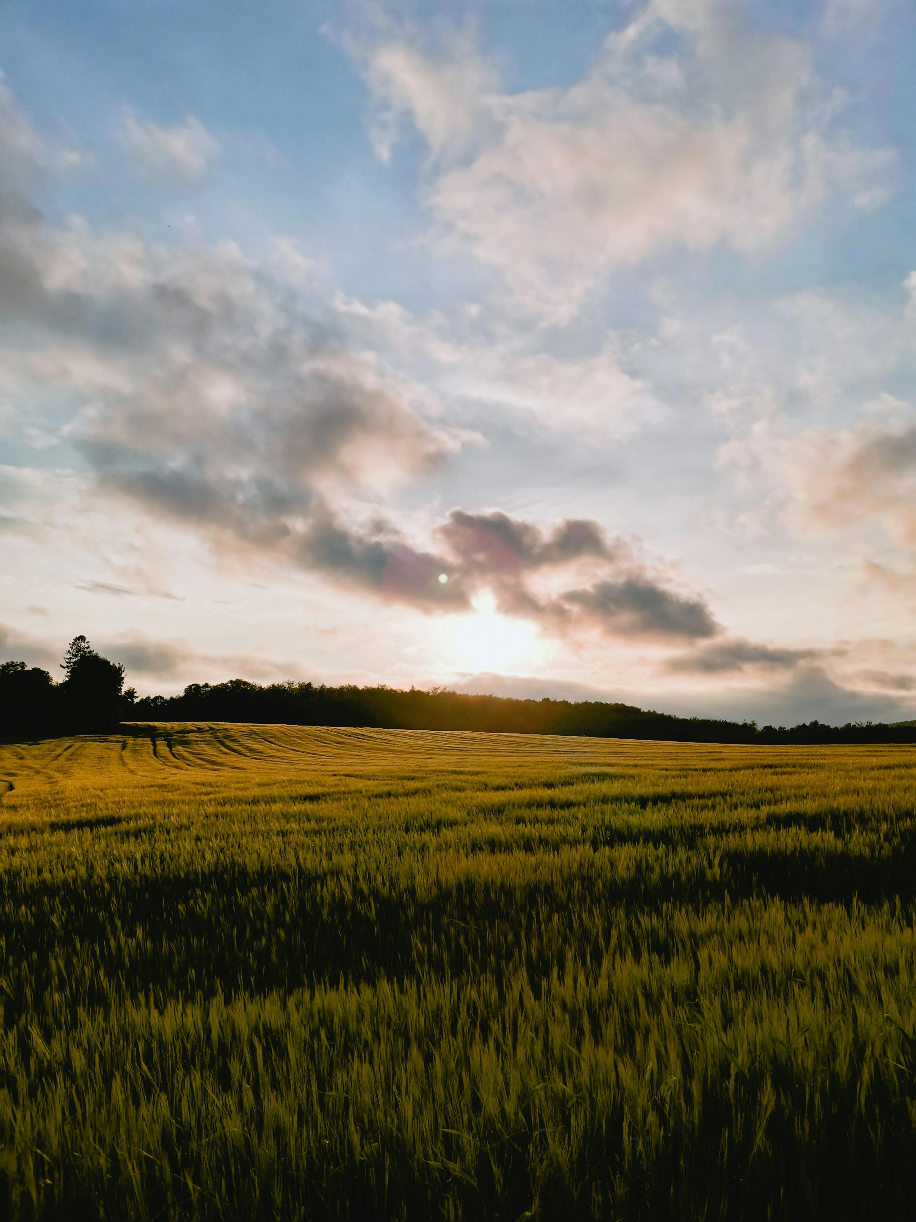 Grass Field during Sunrise · Free Stock Photo
