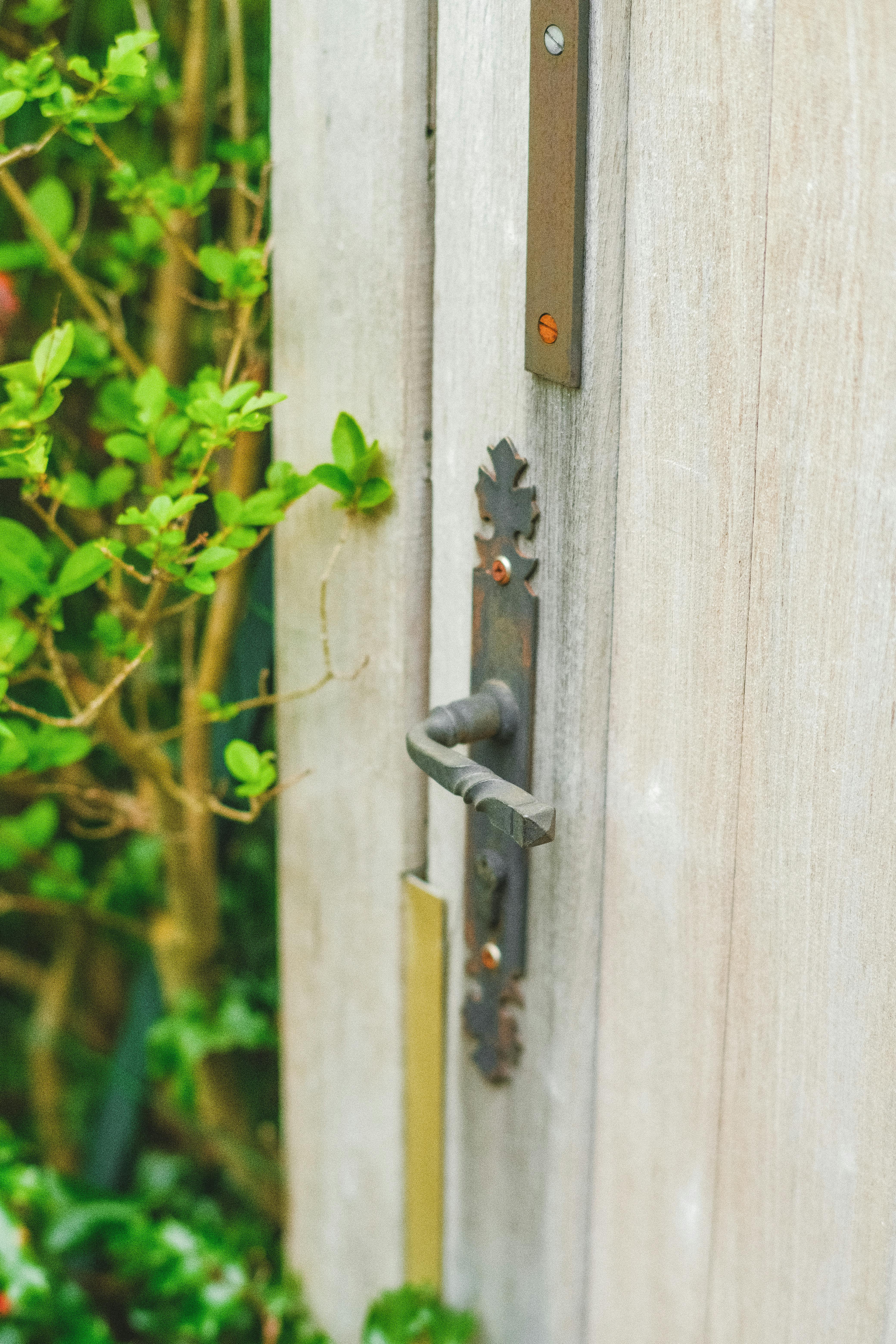 White Flo Photos, Download Free White Flo Stock Photos & HD Images