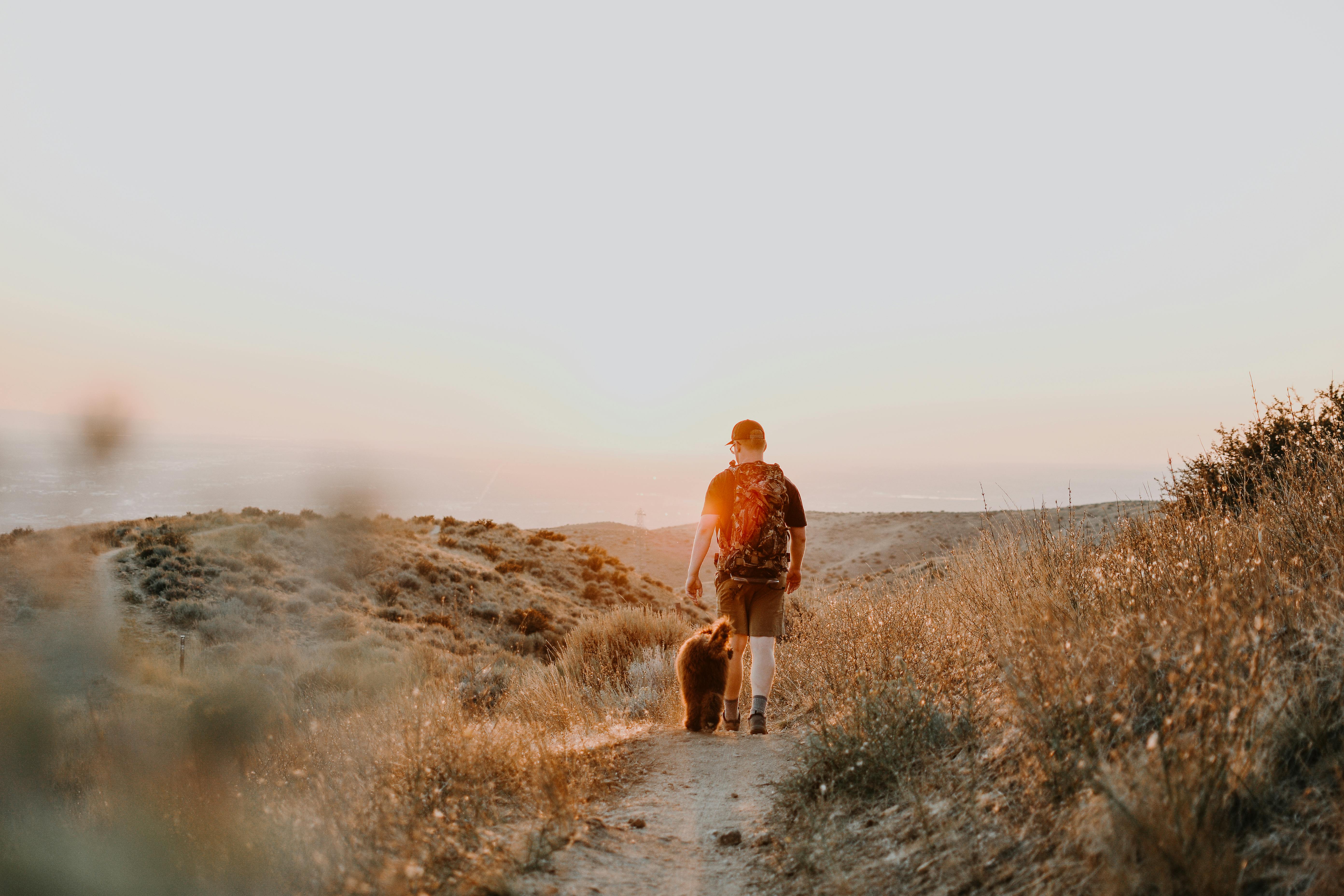 A Back View of a Man Walking with His Dog · Free Stock Photo