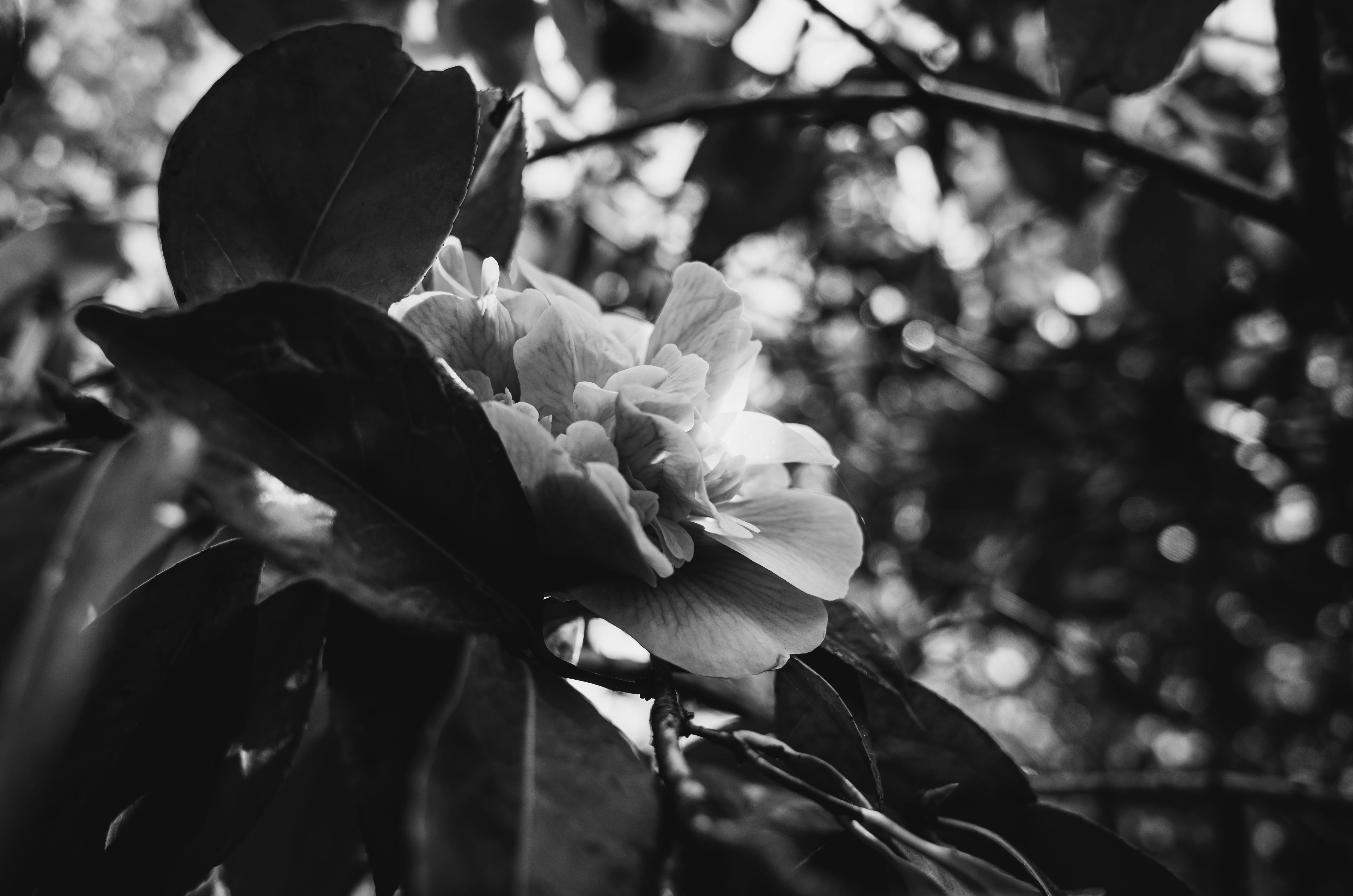 A Grayscale Photo of a Flower in Bloom · Free Stock Photo