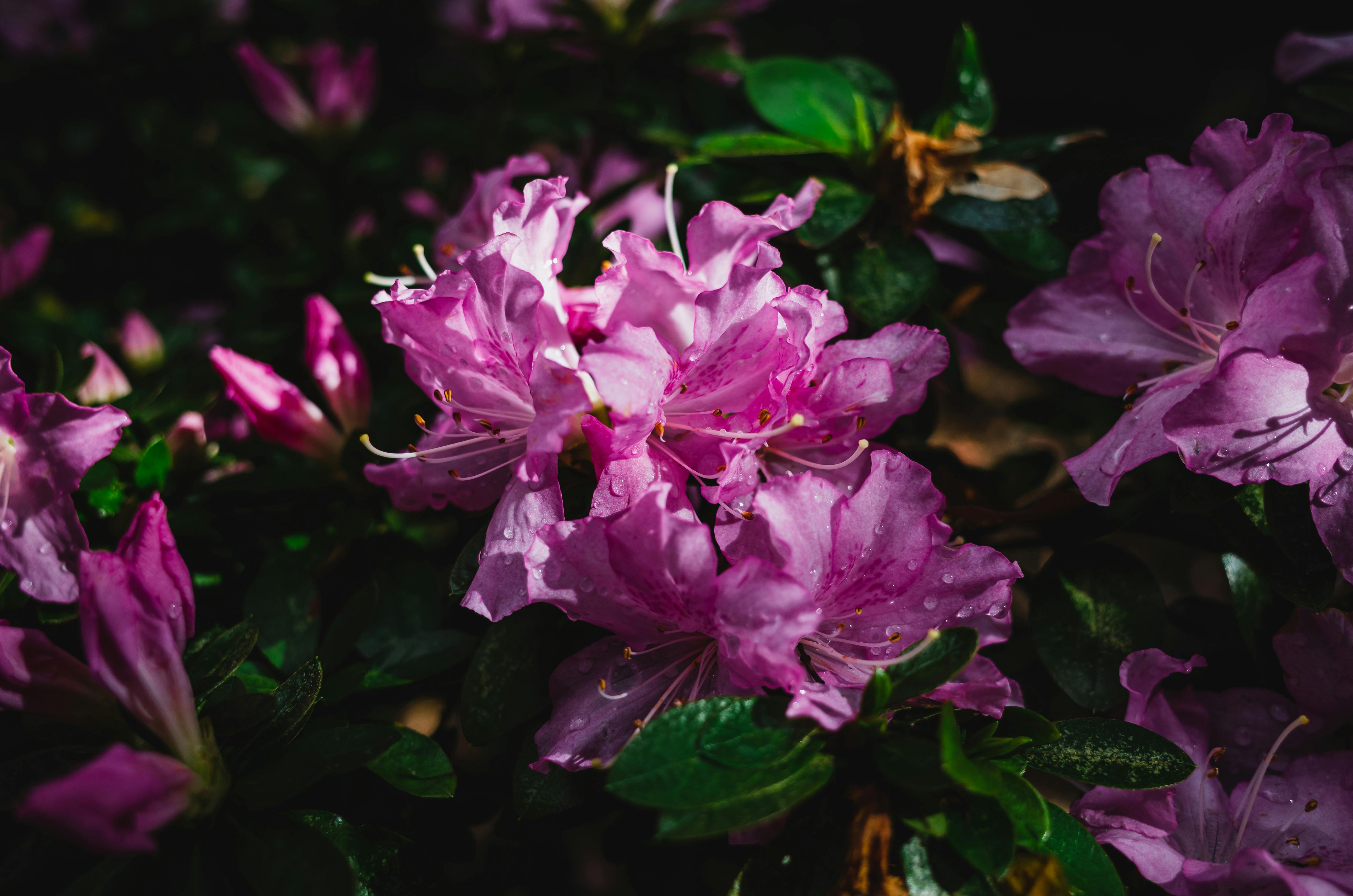 Close-Up Photo of Azalea Flowering Shrubs · Free Stock Photo