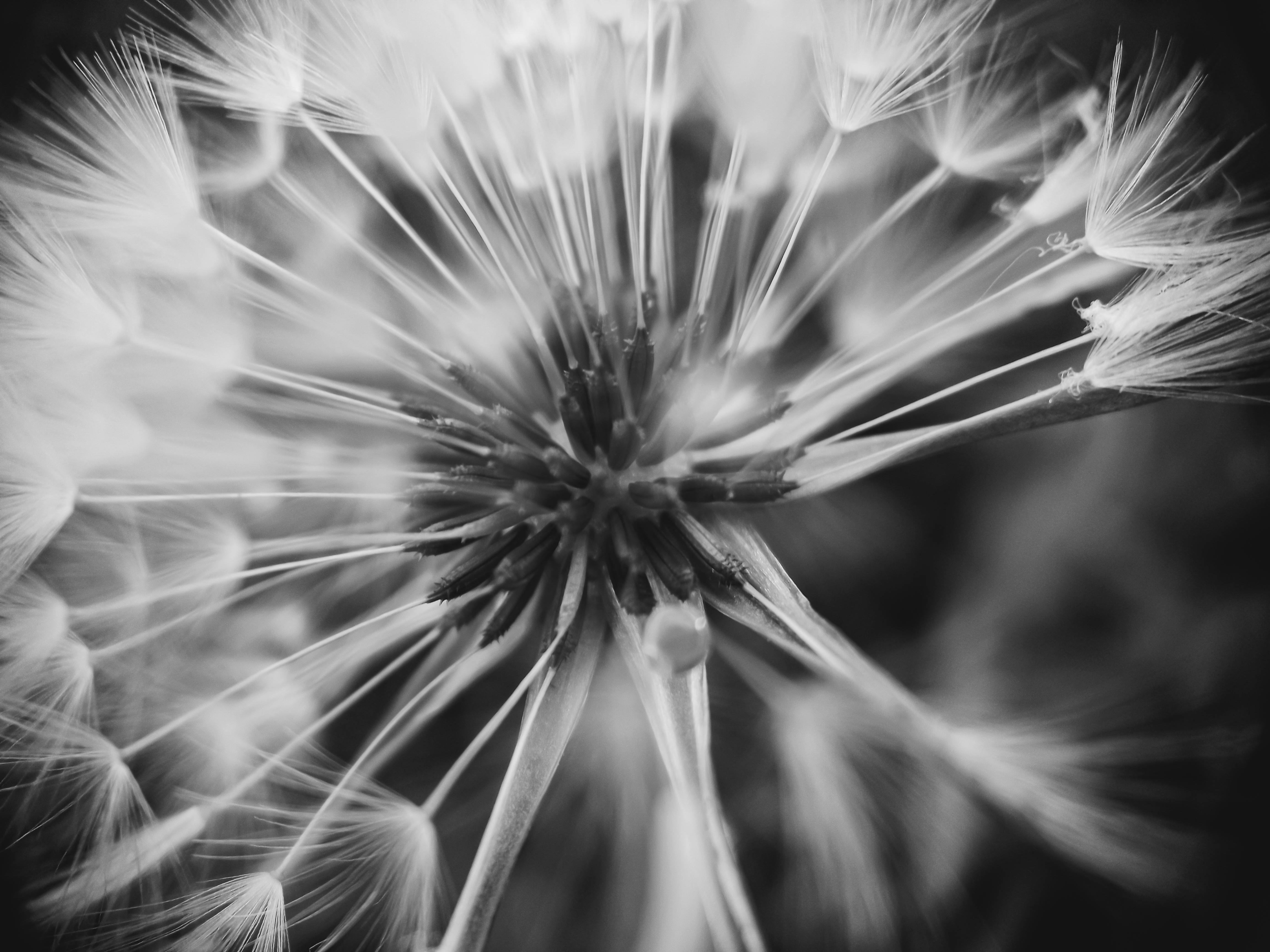 Grayscale Photo of Flower · Free Stock Photo