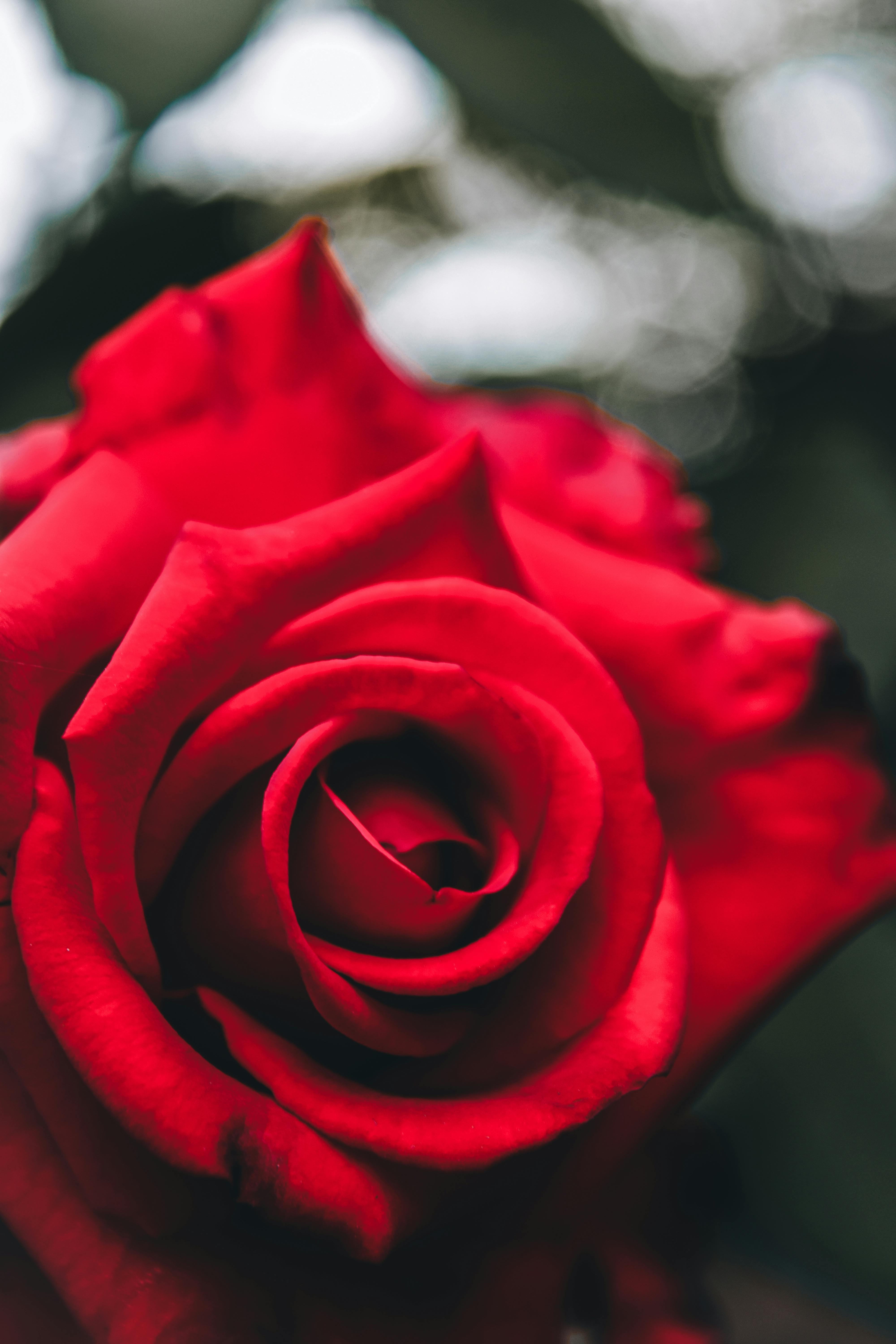 Person Holding Red Rose · Free Stock Photo
