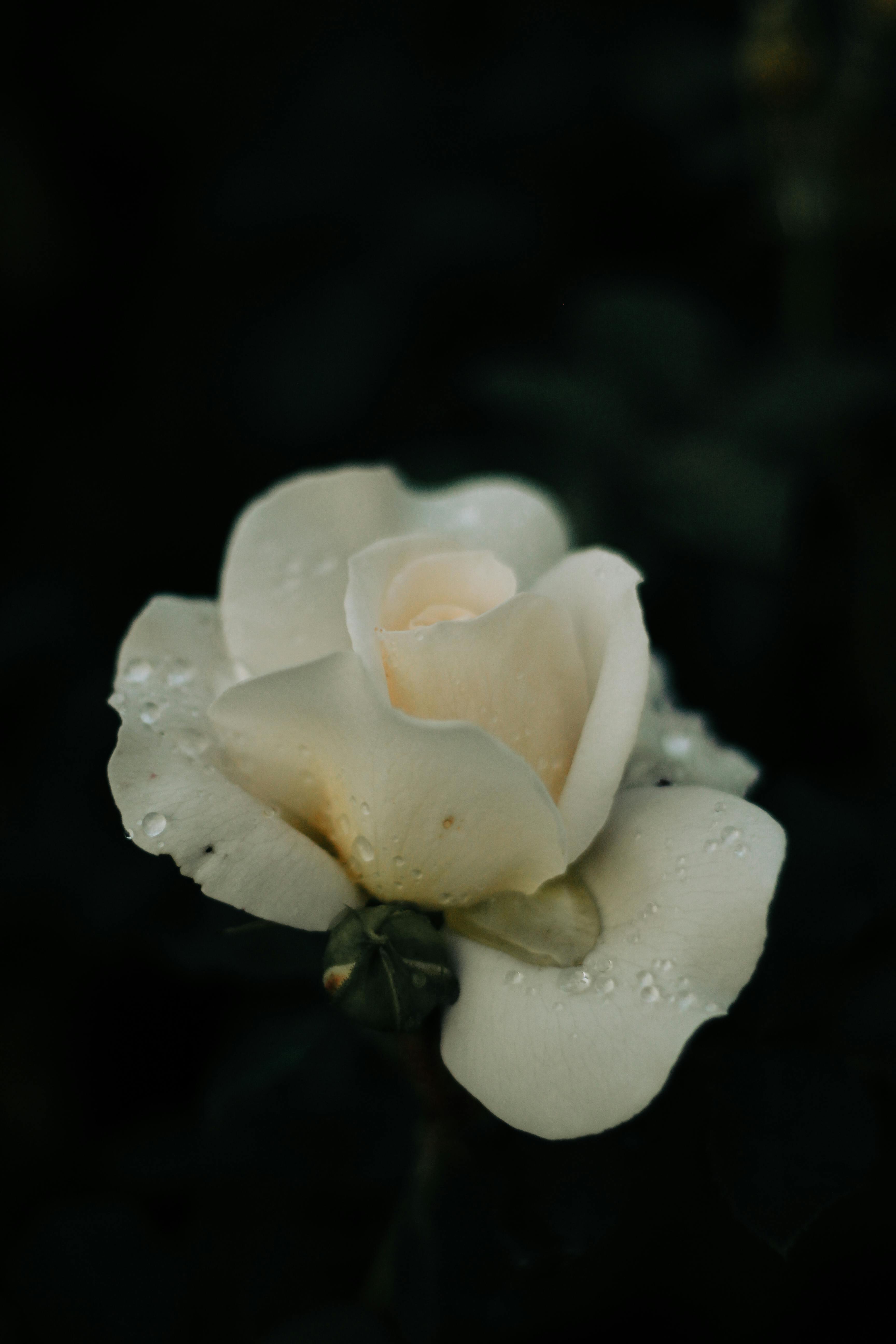 Blooming White Rose With Water Droplets · Free Stock Photo