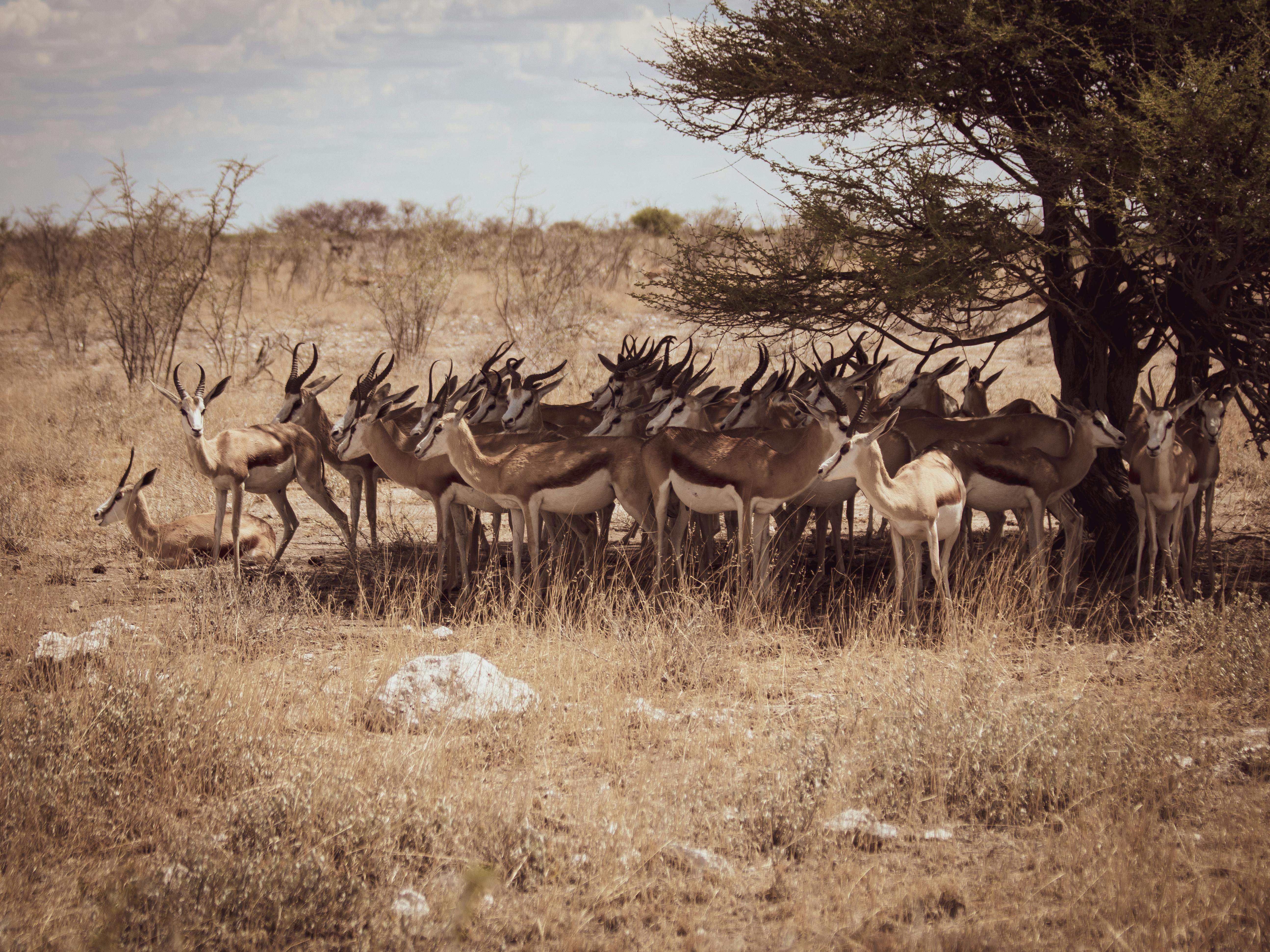 Herd Springbok on Grassland · Free Stock Photo