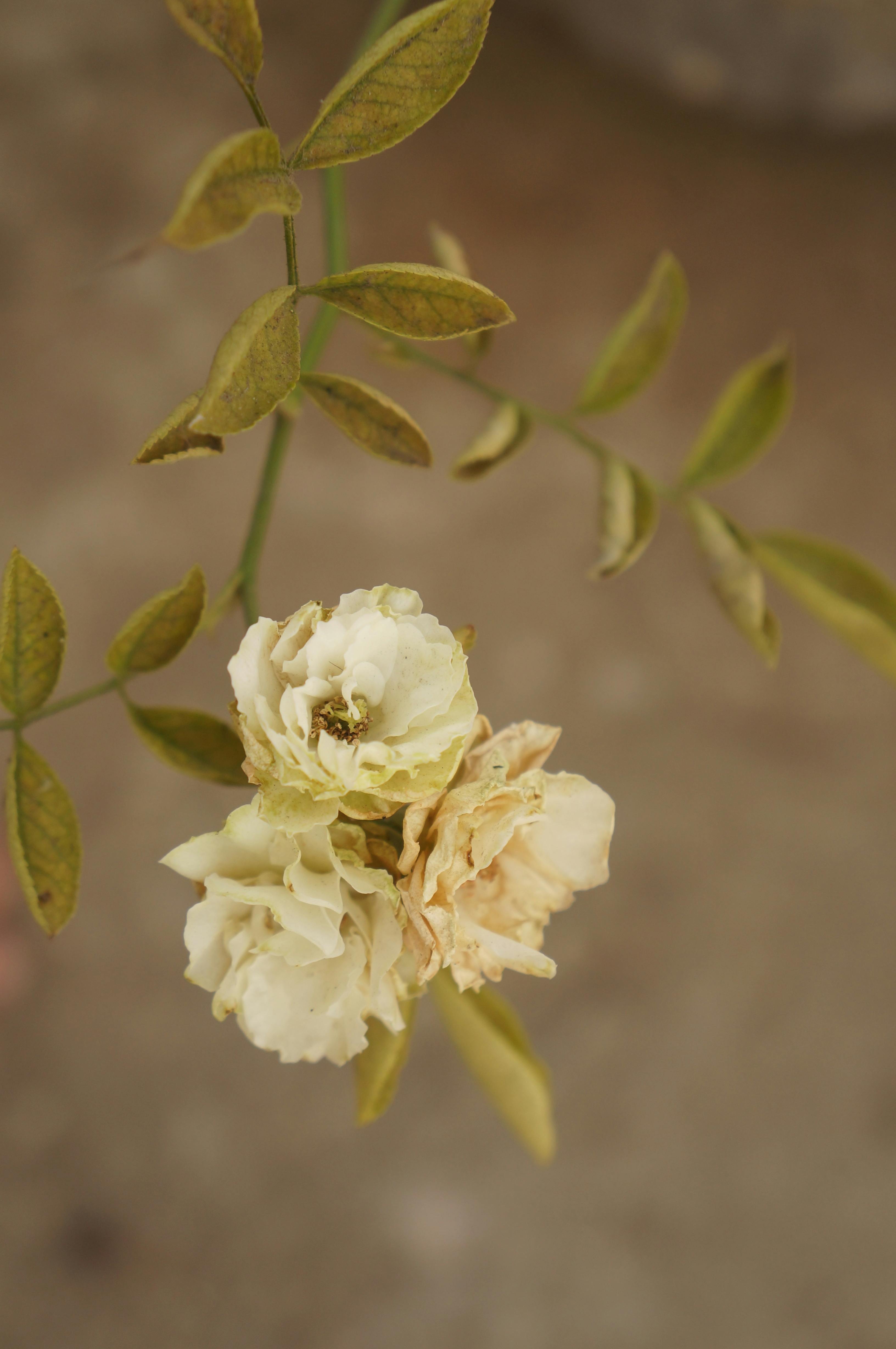 Withering Roses Photos, Download The BEST Free Withering Roses Stock ...