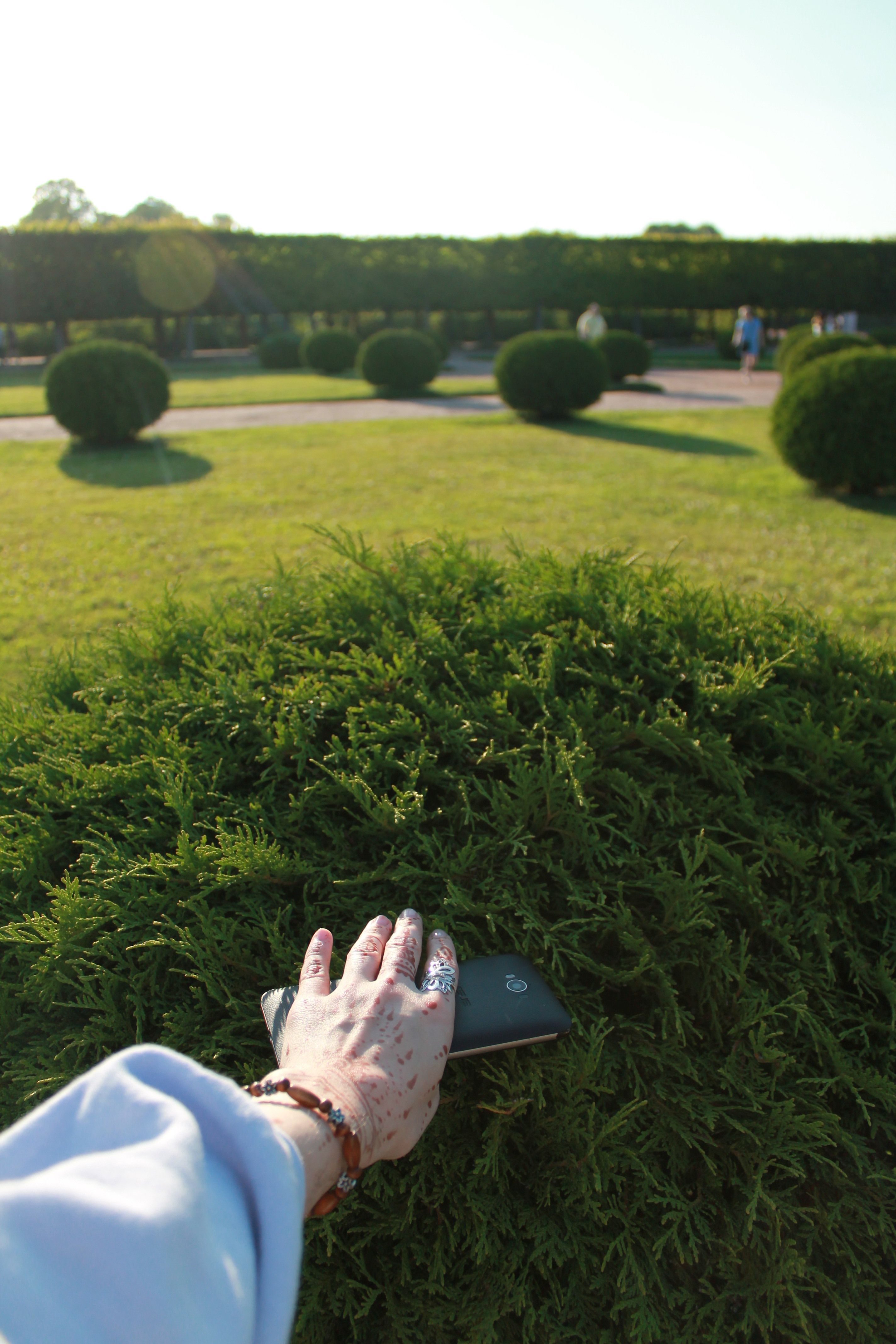 Person touching a Bush · Free Stock Photo