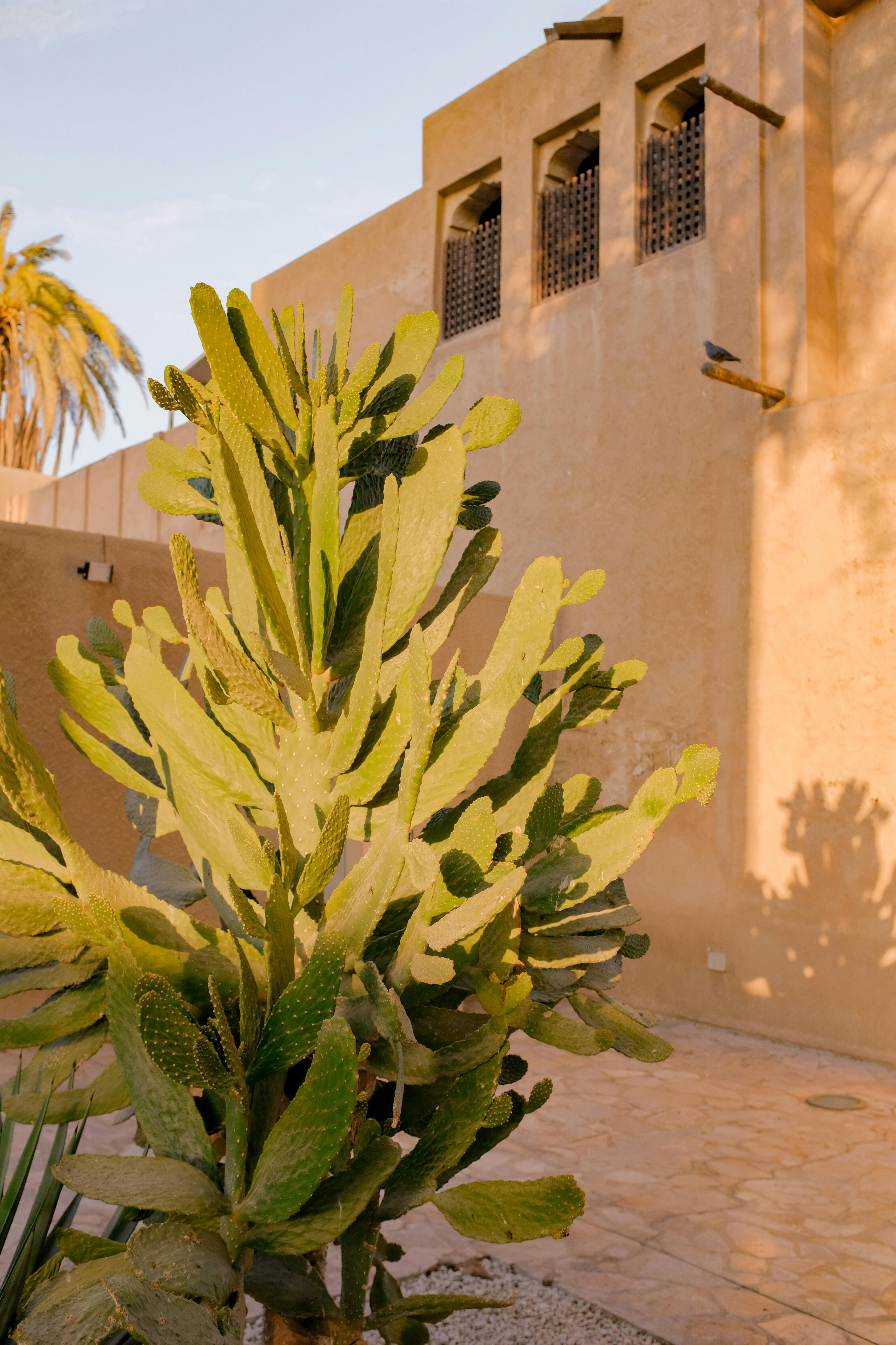 Cactus near Building · Free Stock Photo