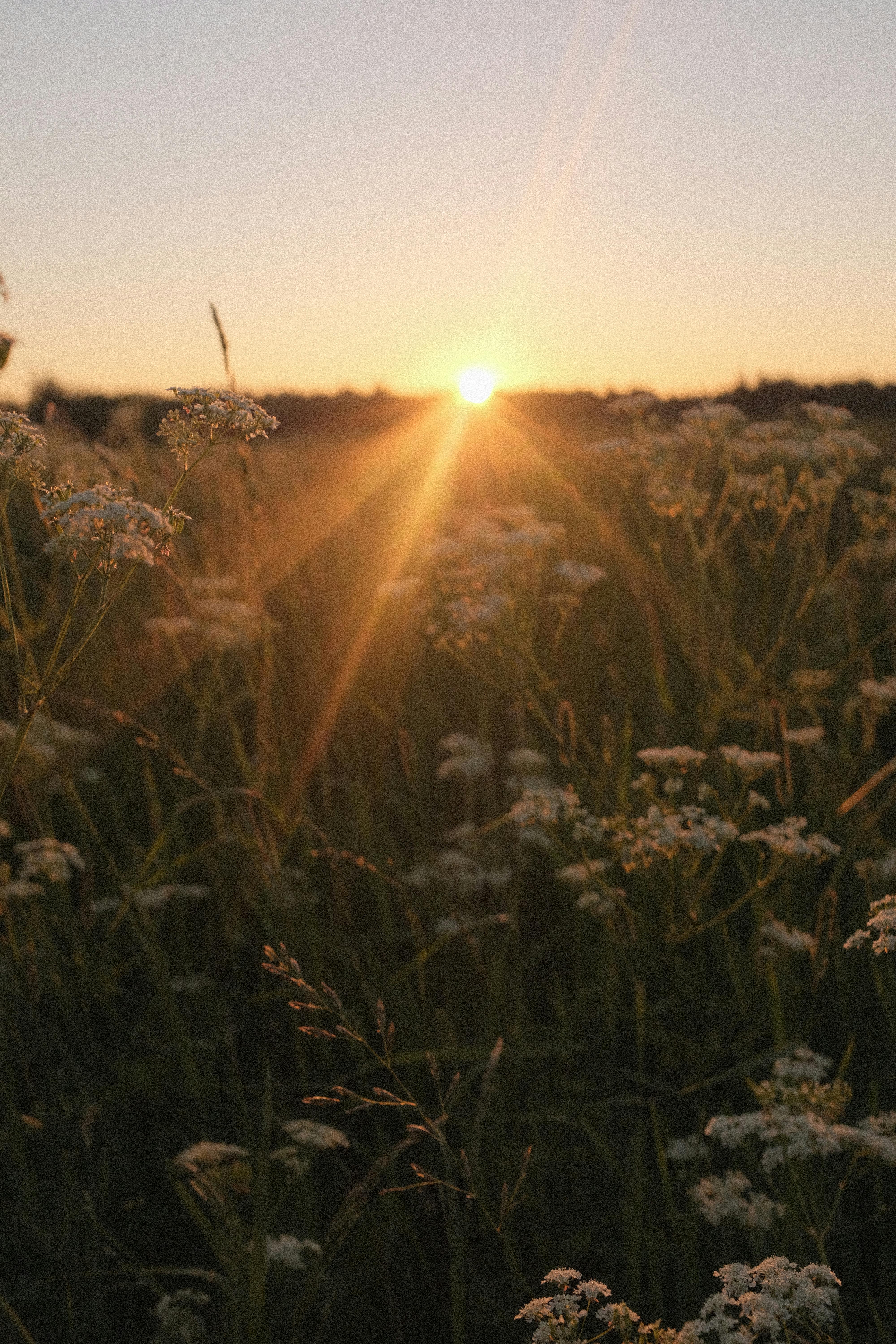 Close-Up Photo of Grass During Golden Hour · Free Stock Photo