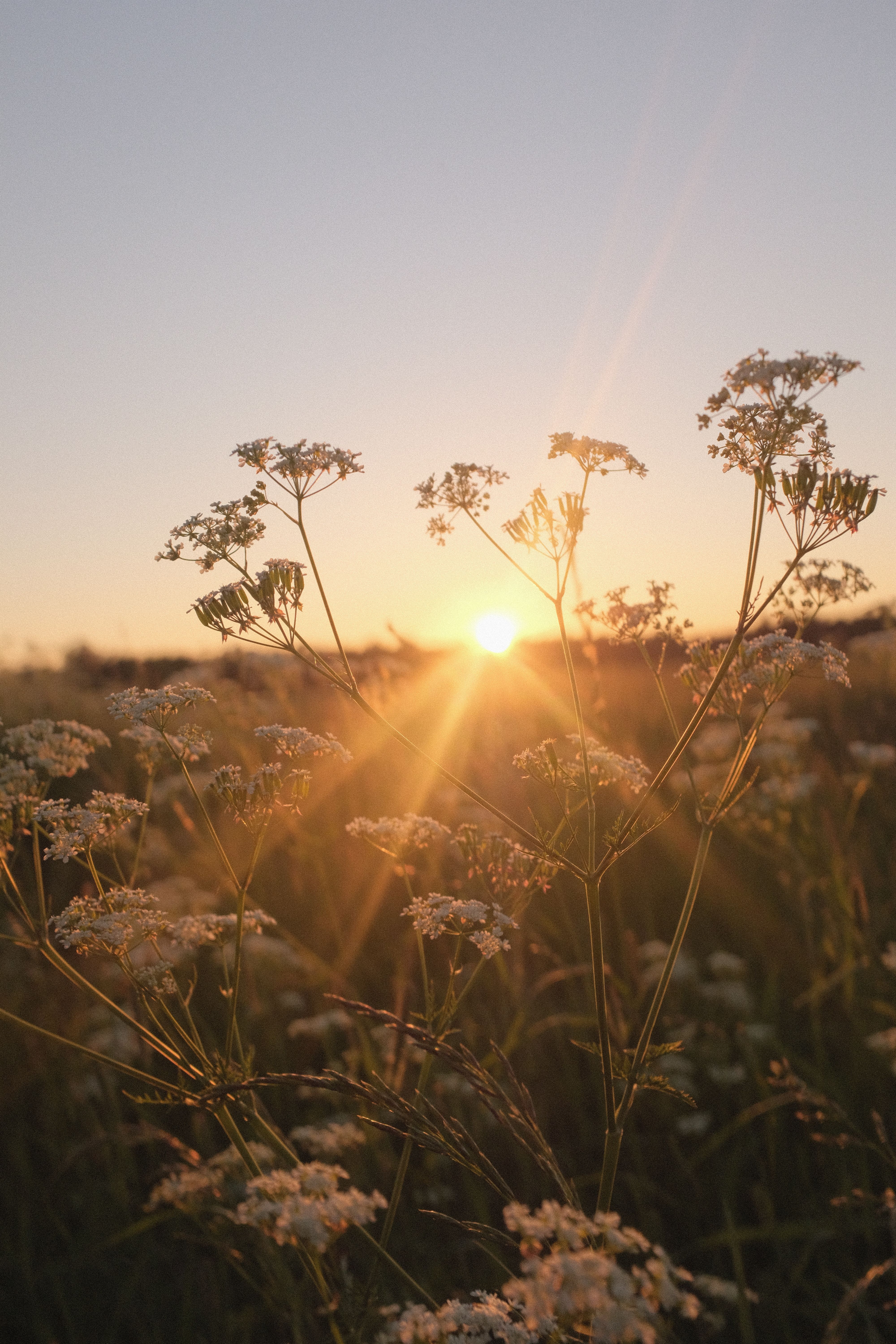 Sun Beam through Plants · Free Stock Photo