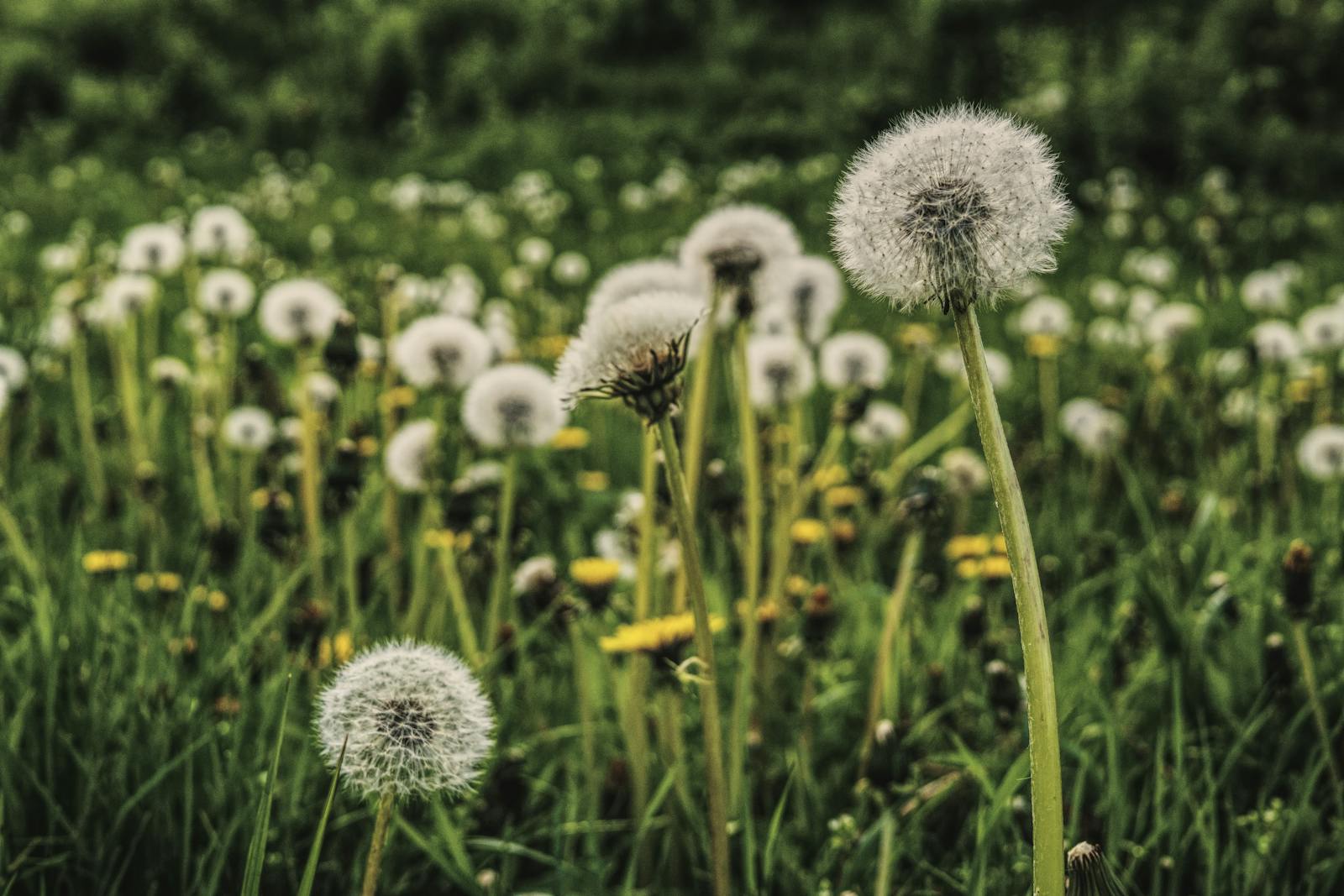 Dandelion Photos, Download The BEST Free Dandelion Stock Photos & HD Images