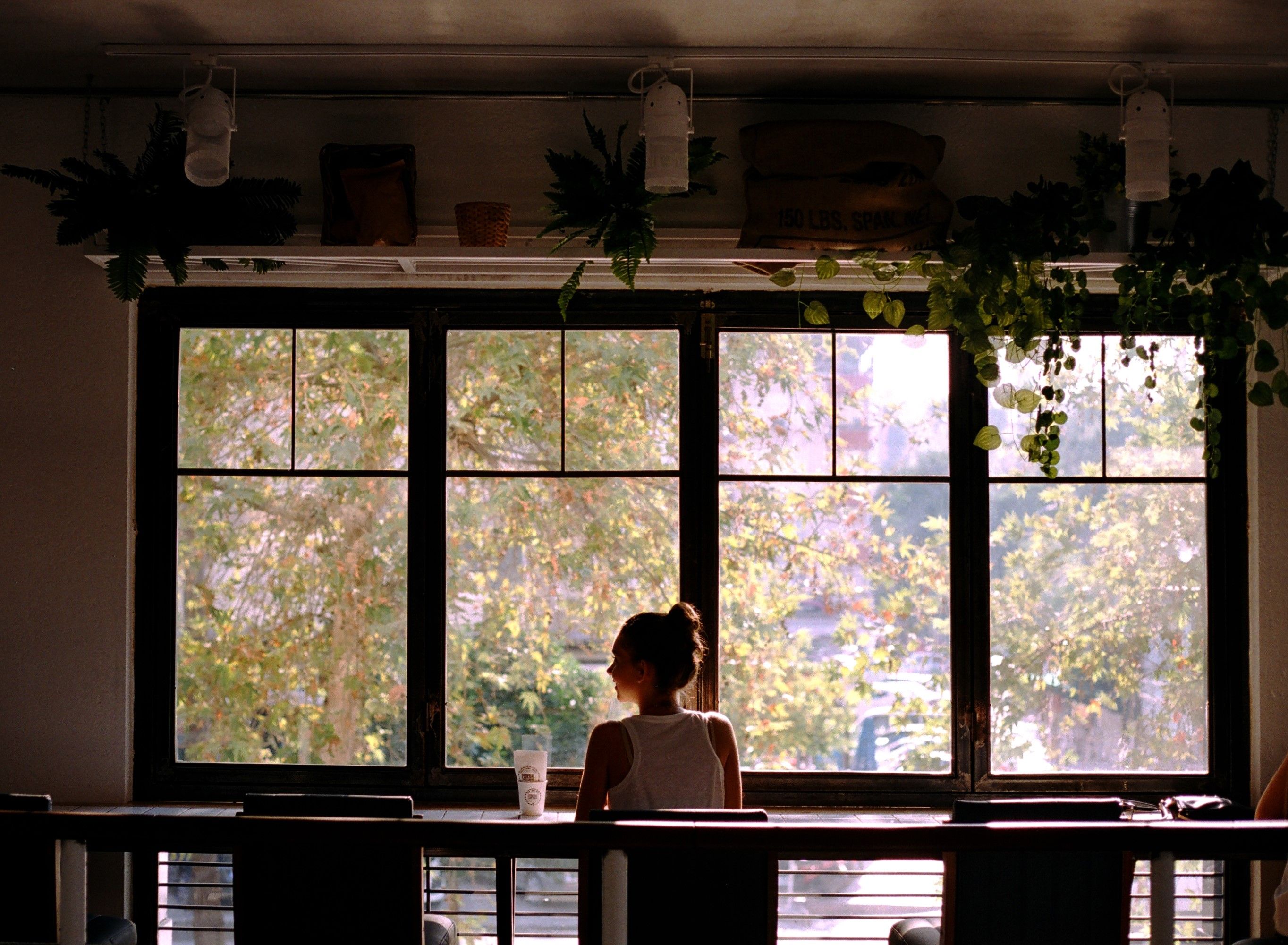Backview of Woman sitting beside the Window on a Cafe · Free Stock Photo