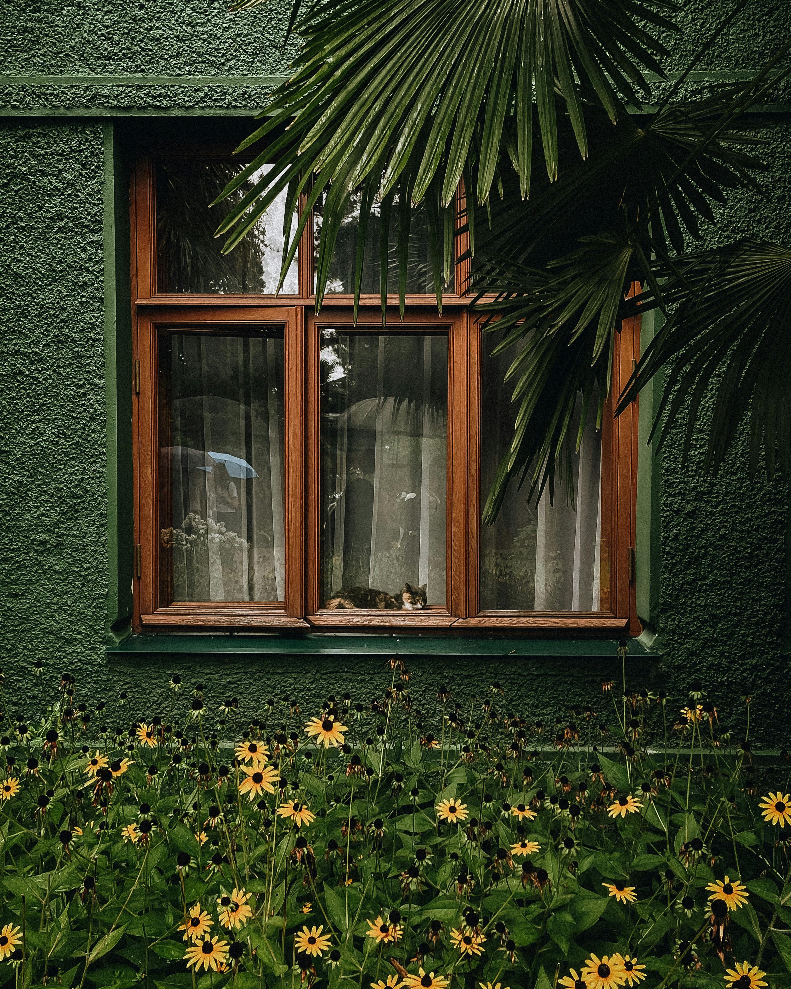 Foto de stock gratuita sobre árbol, de madera, plantas floreciendo ...
