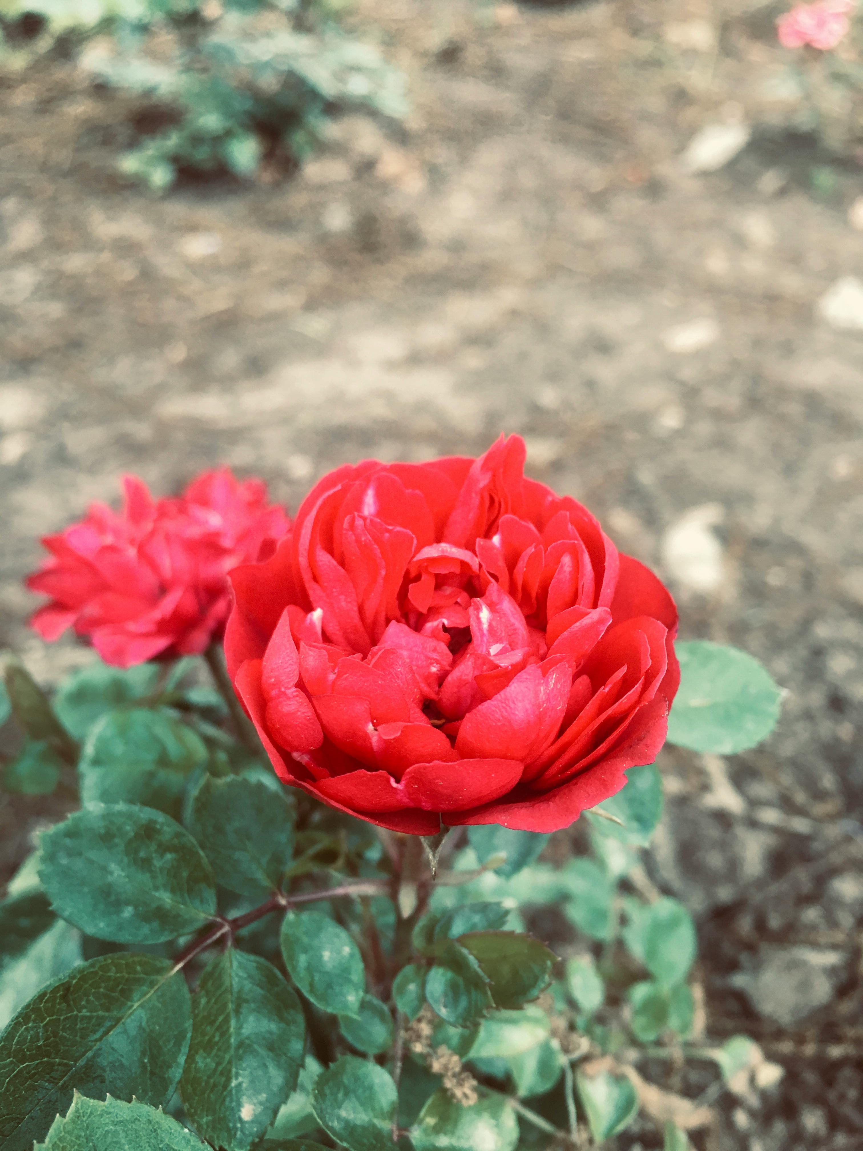 Dark Red Rose · Free Stock Photo