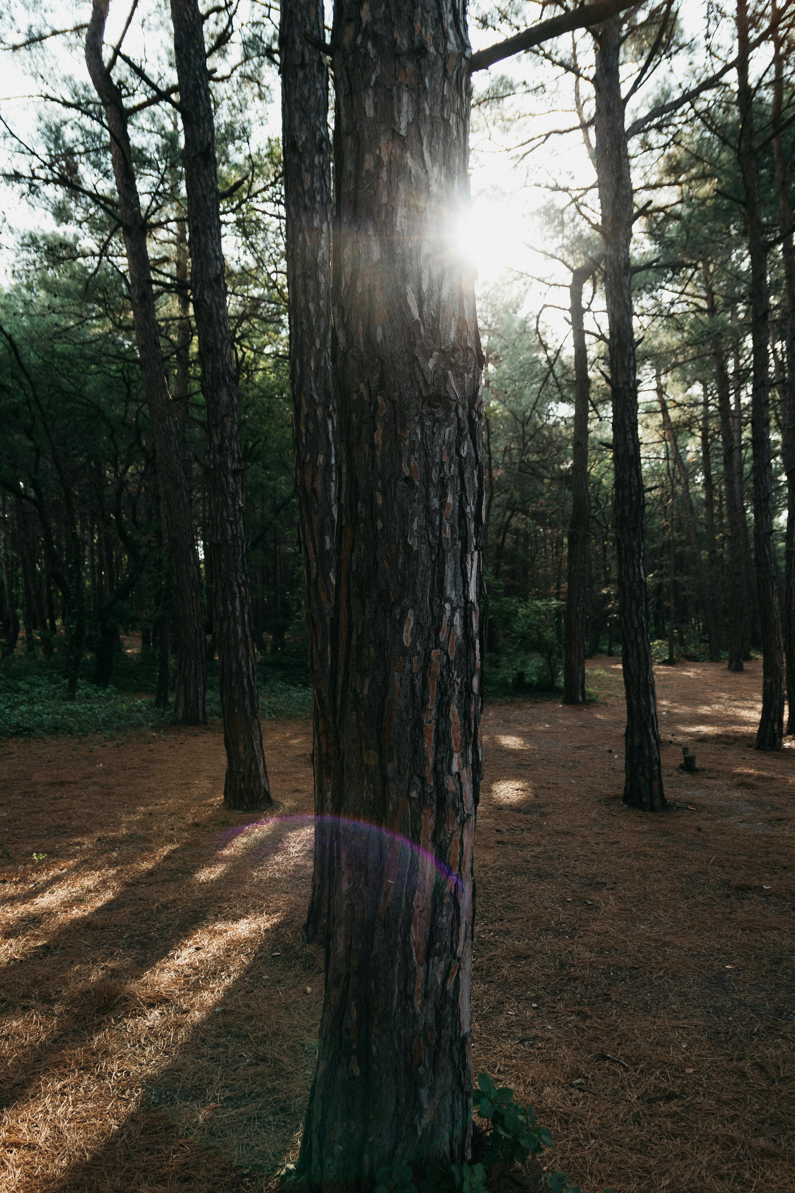 Coppice Lesbiche Photos, Download The BEST Free Coppice Lesbiche Stock ...