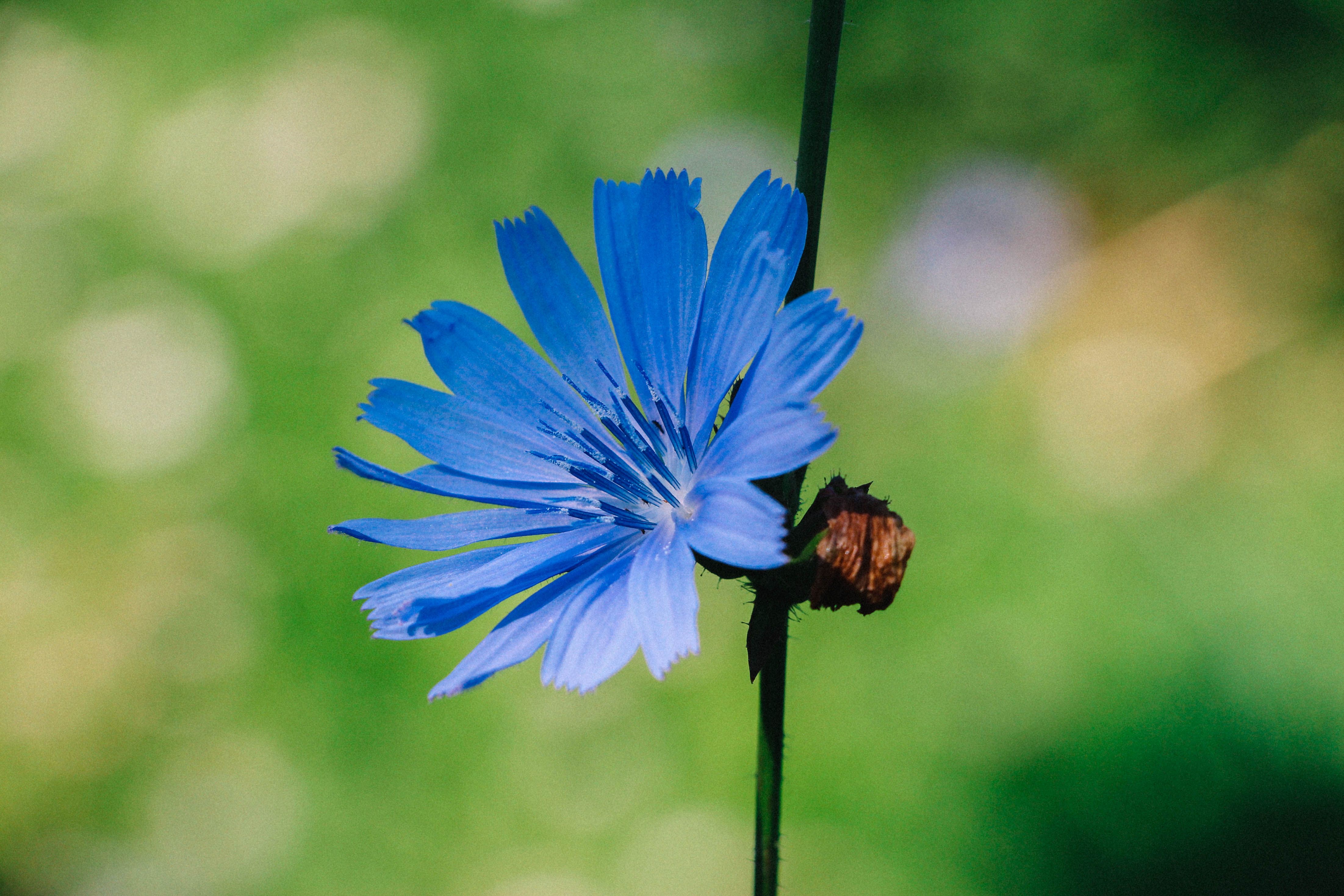 Chicory Photos, Download The BEST Free Chicory Stock Photos & HD Images