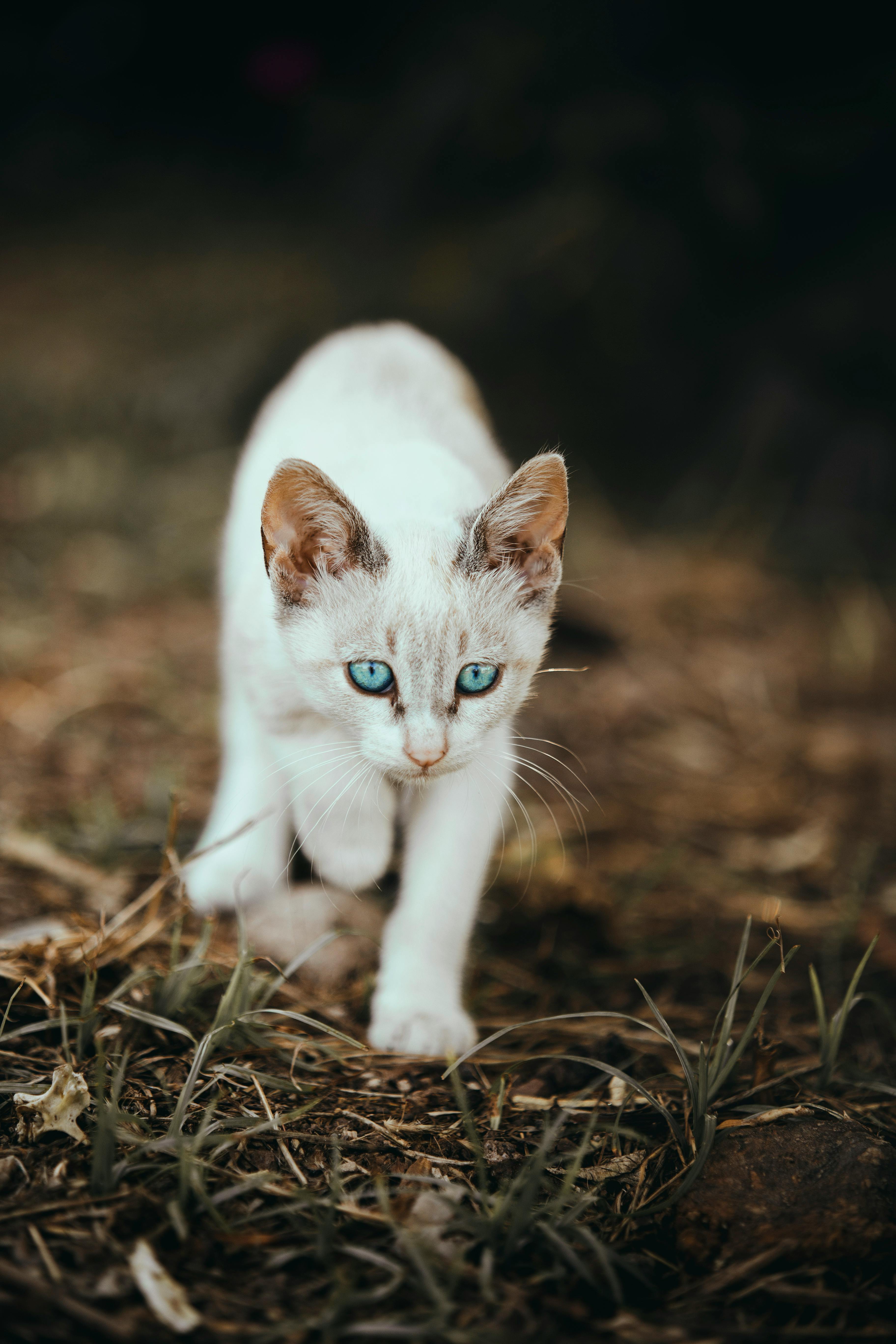 30+ Best Feral Photos · 100% Free Download · Pexels Stock Photos