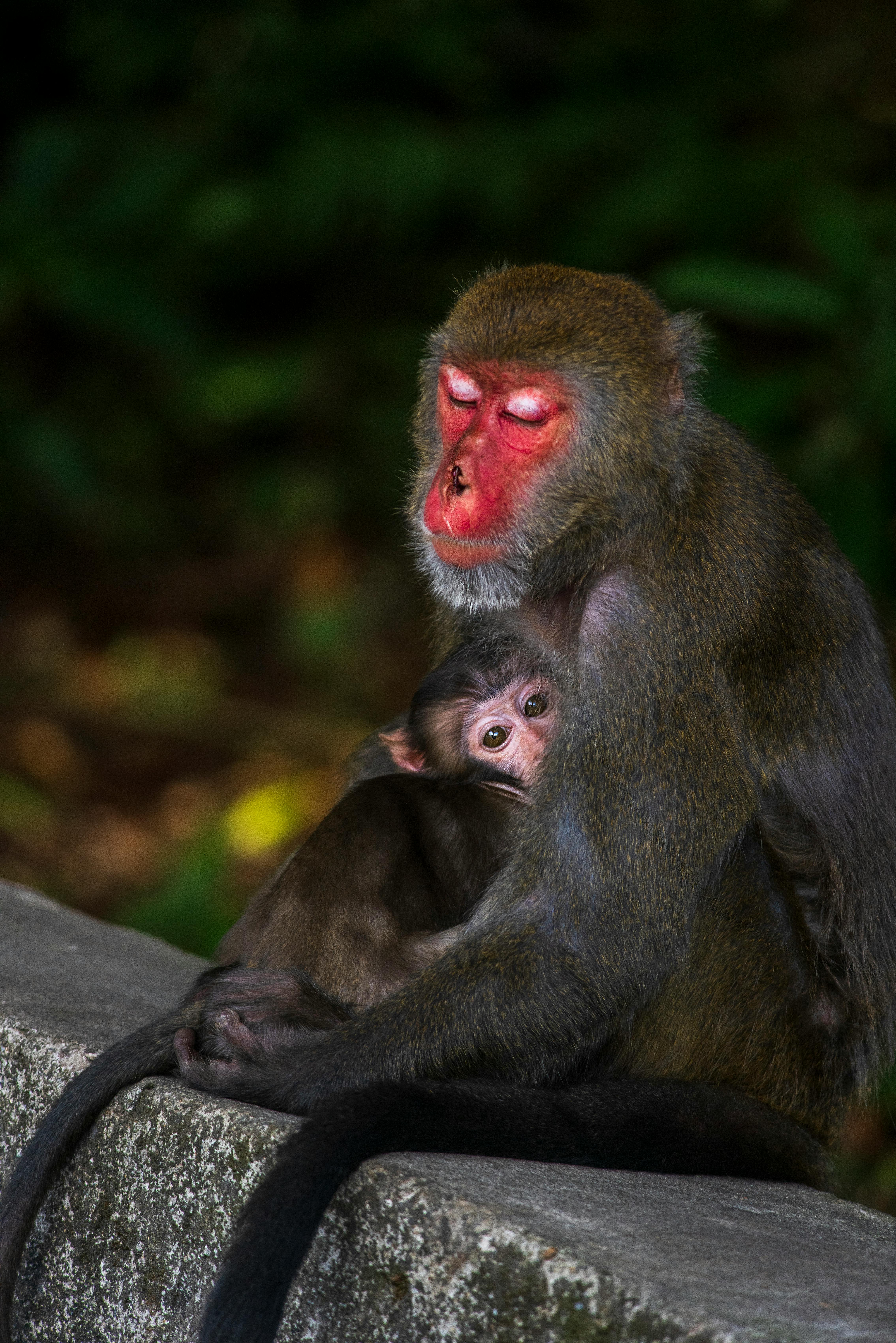 Gray Monkeys · Free Stock Photo