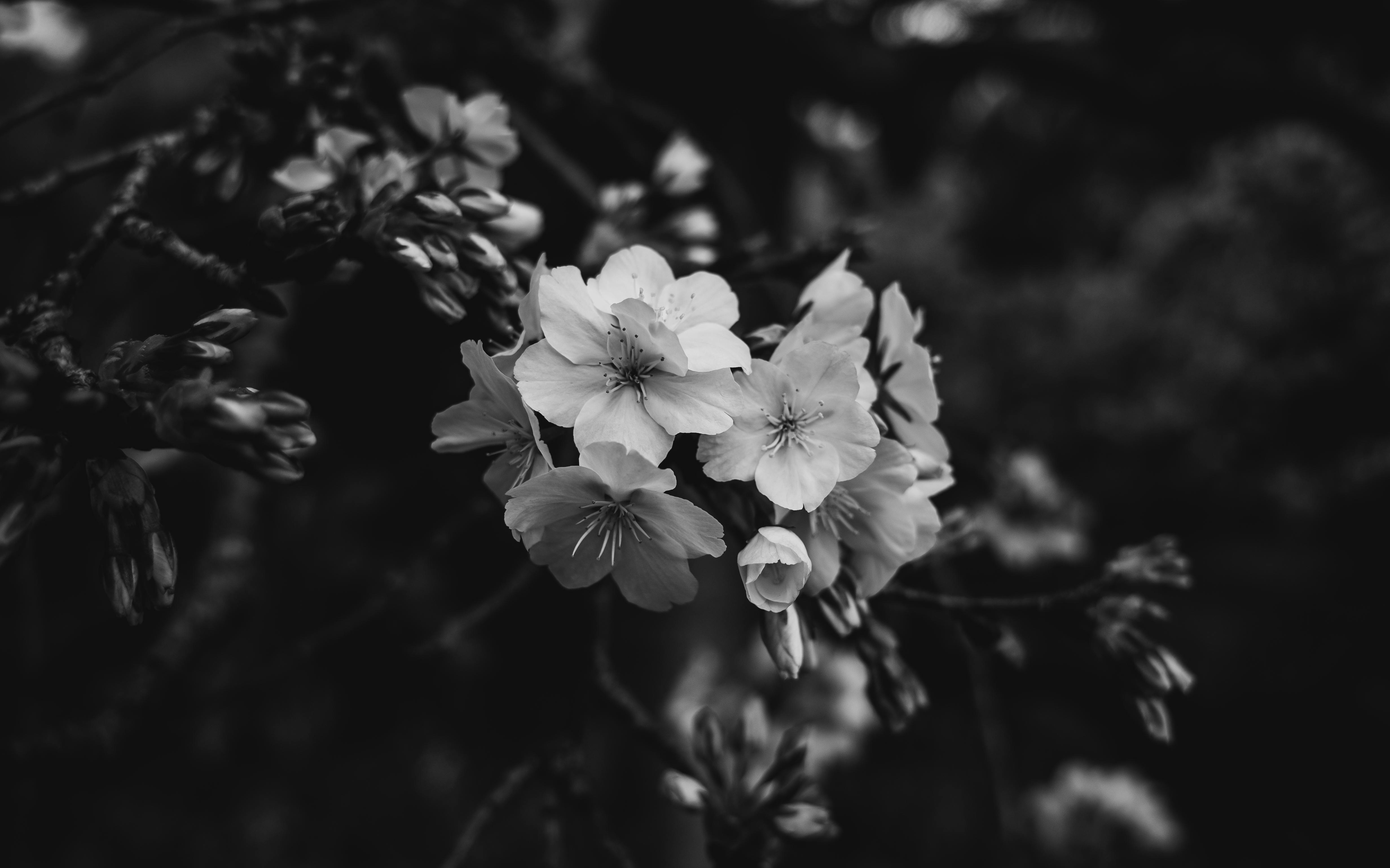 Grayscale Photo of Flowers in Bloom · Free Stock Photo