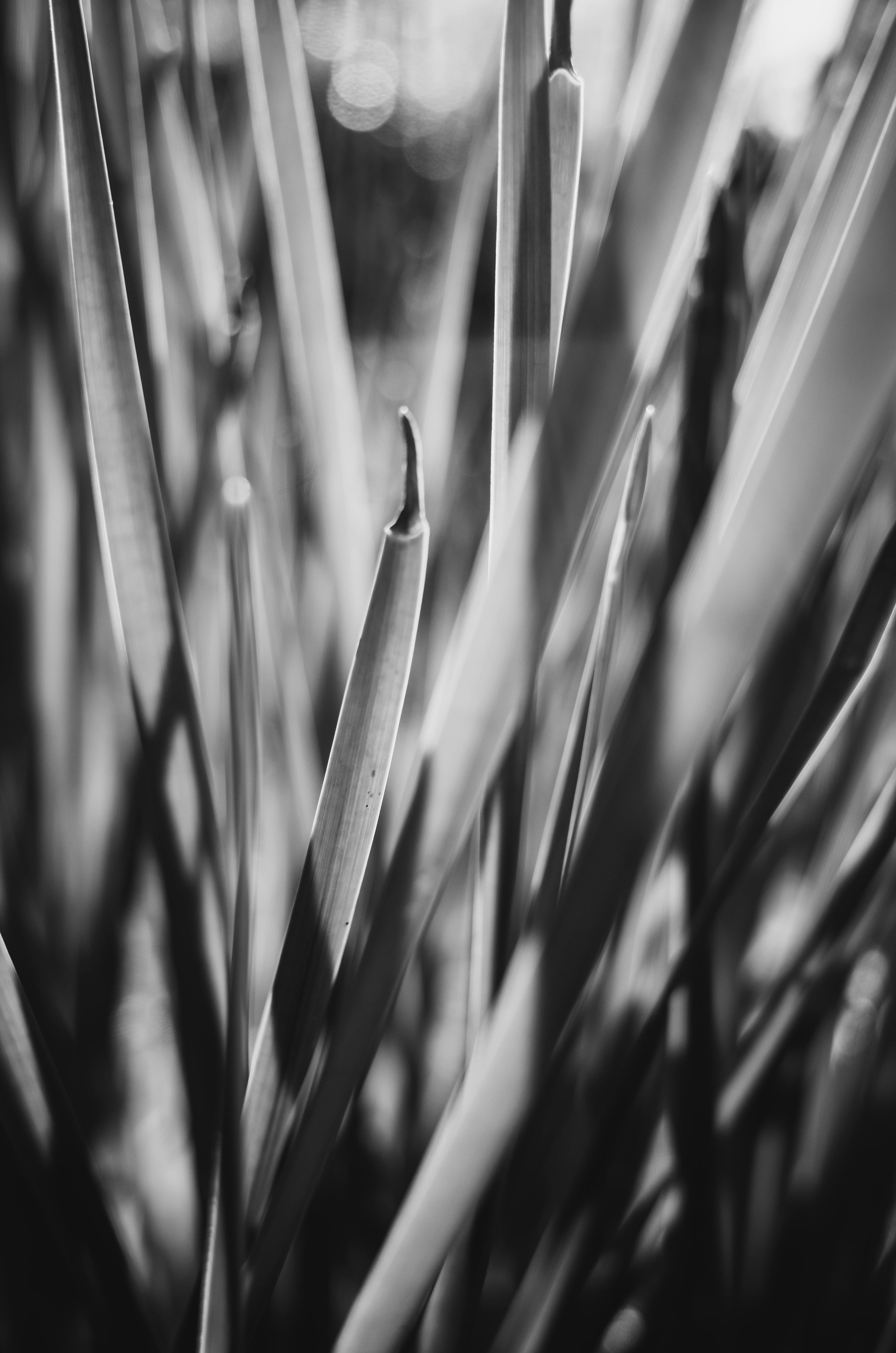 Grayscale Photography of Grass · Free Stock Photo