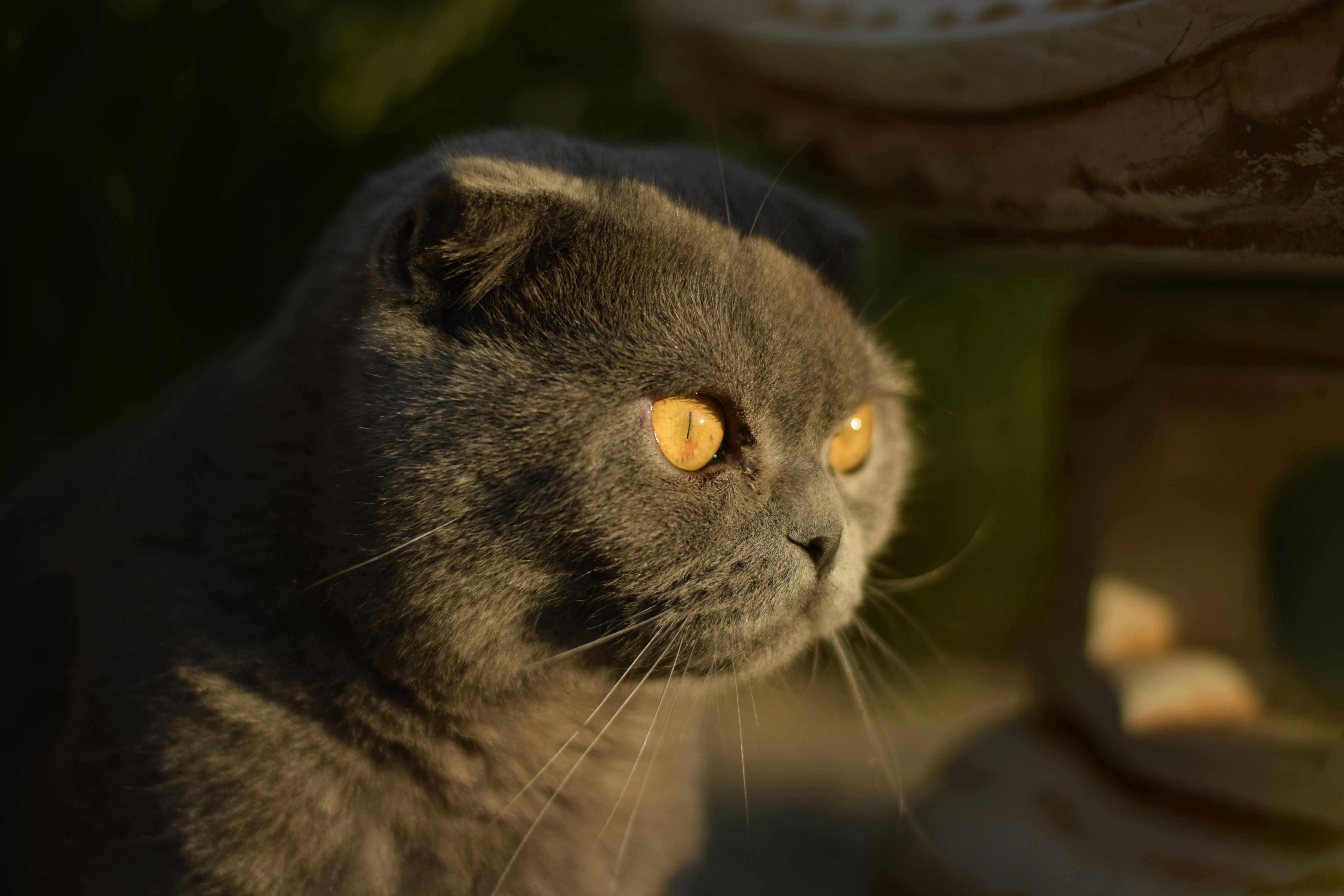 Close-Up Shot of a Russian Blue Cat · Free Stock Photo