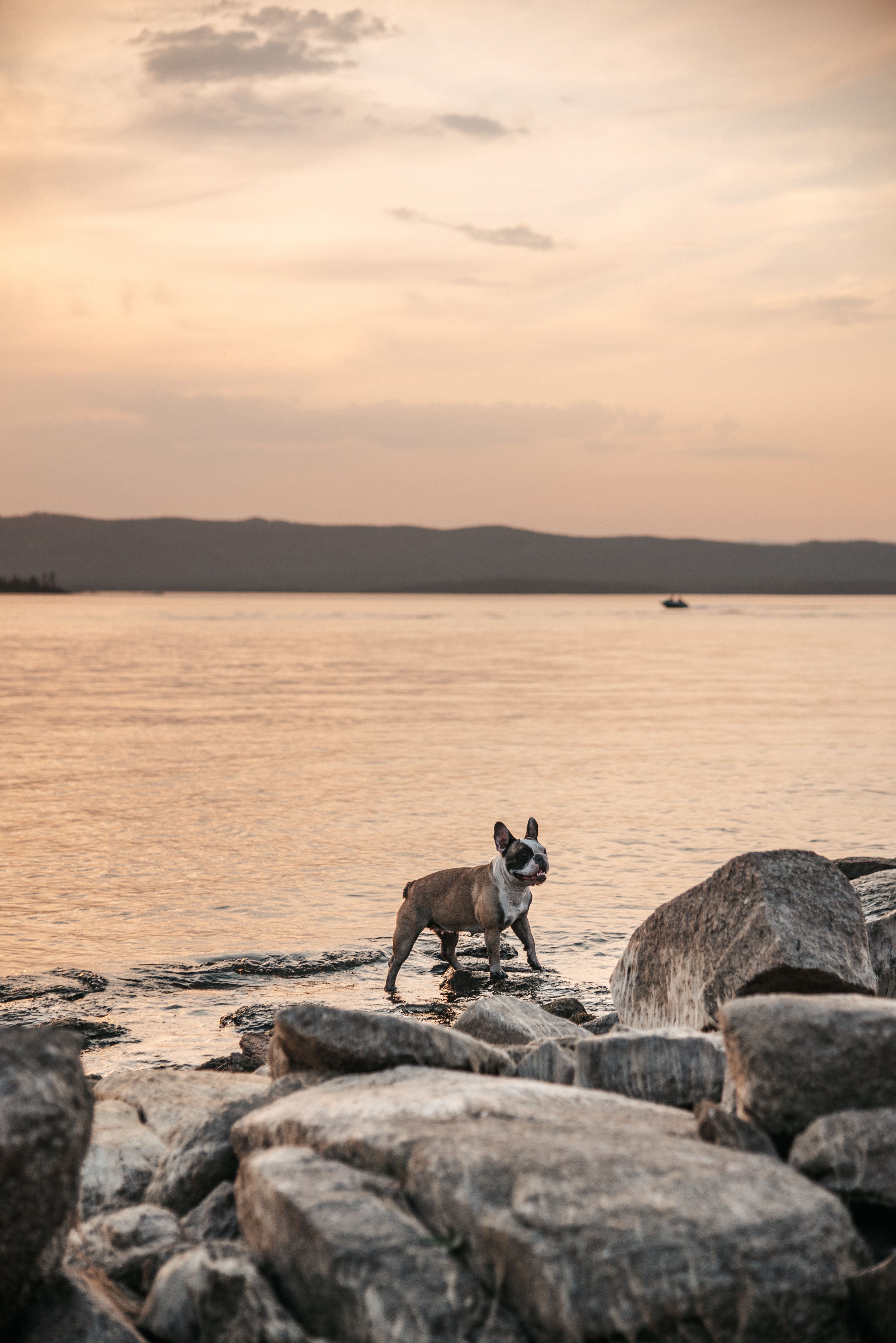 Dog standing on rocks on coast · Free Stock Photo