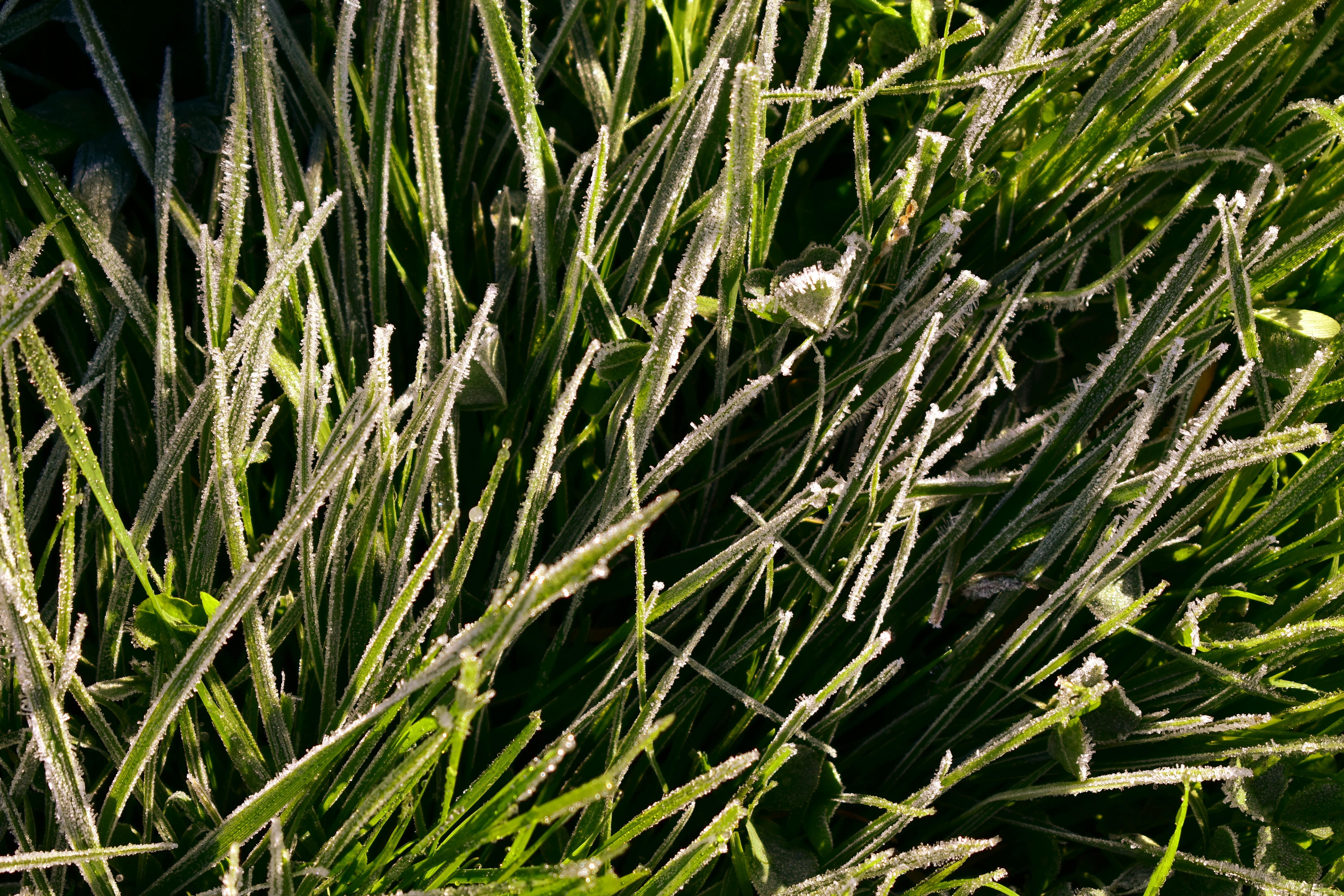 Green Grass in Close Up Photography · Free Stock Photo
