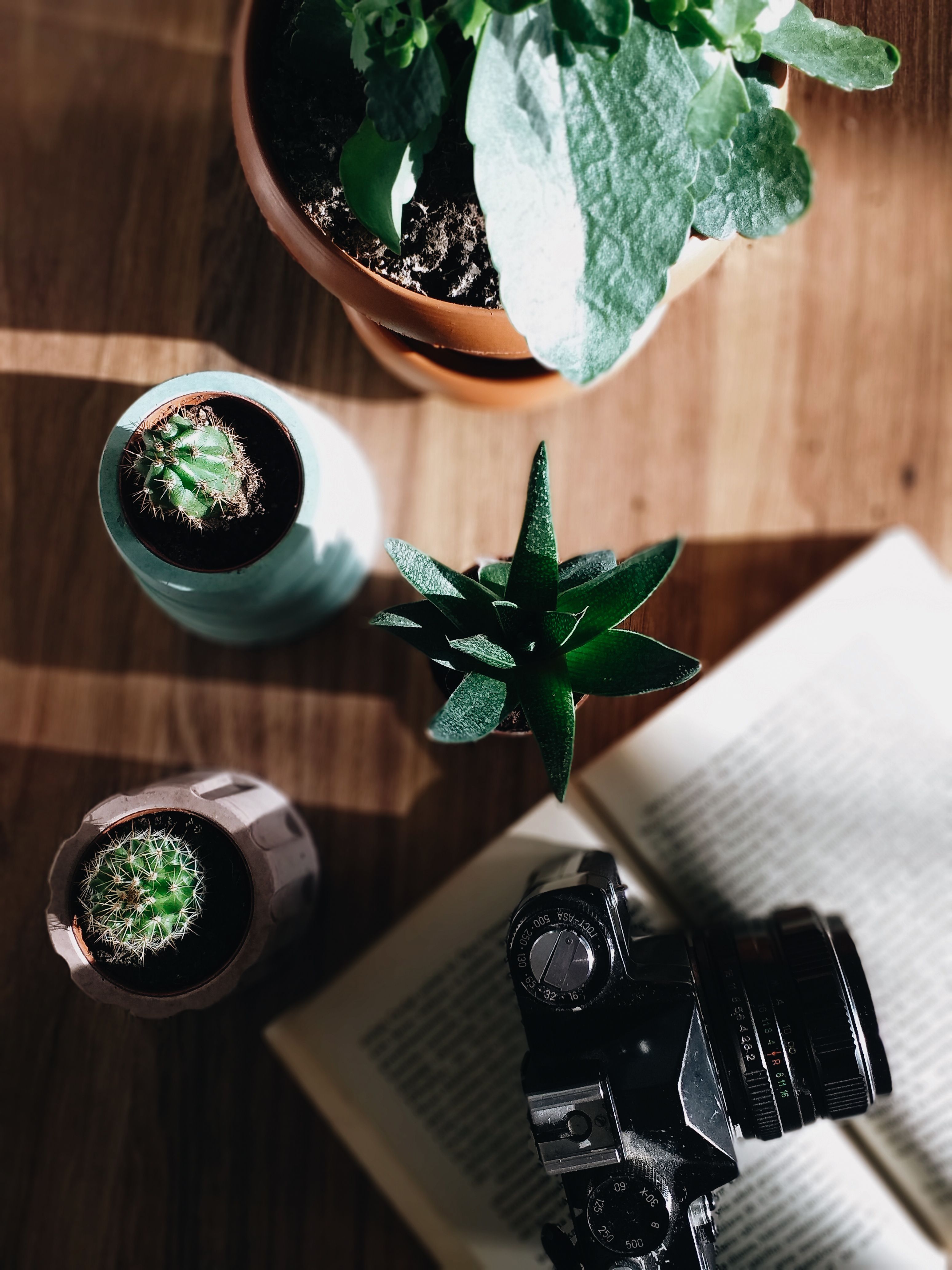 Close-Up Shot of Potted Plants near a DSLR Camera · Free Stock Photo