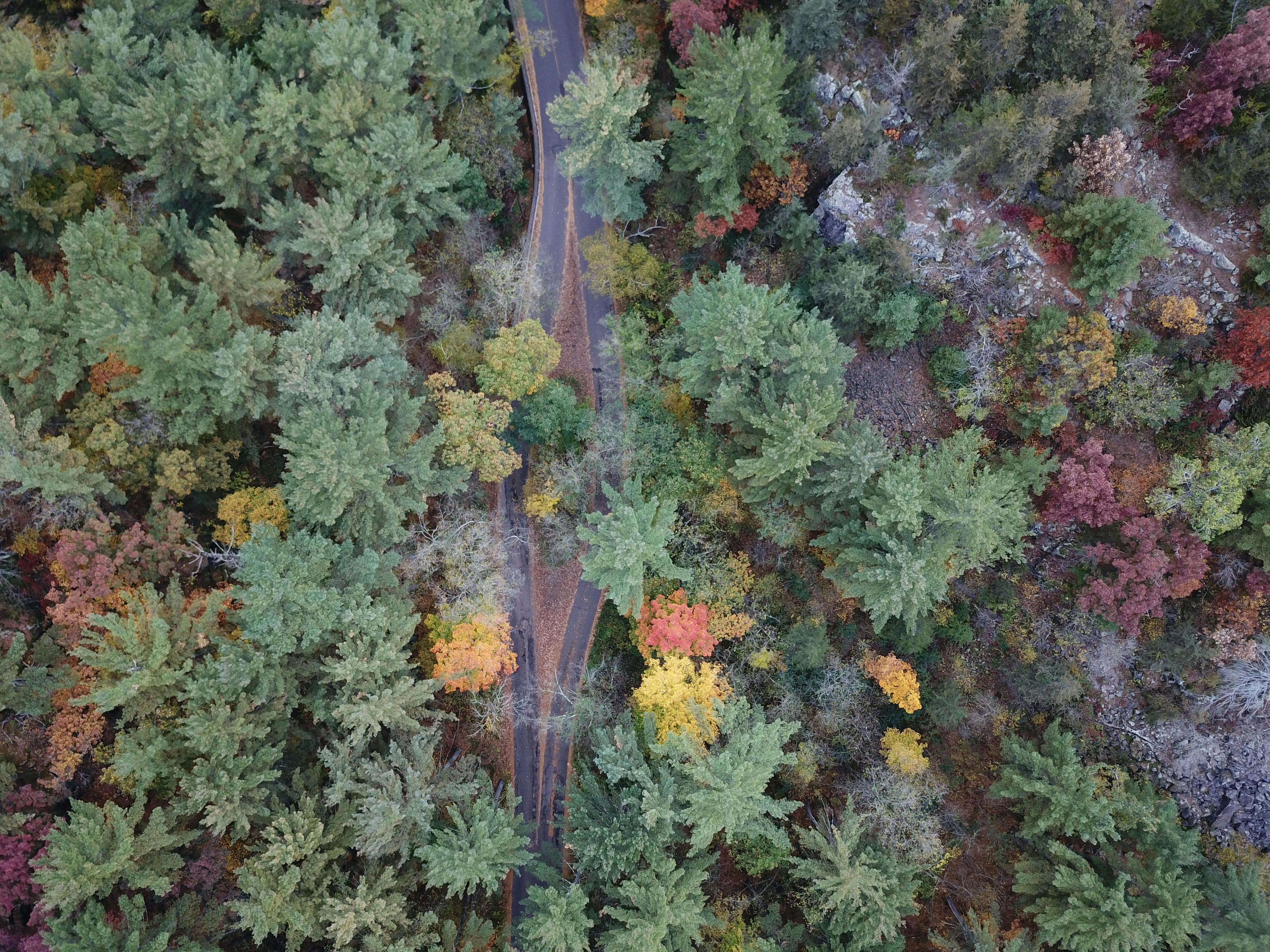 Aerial View of Forest · Free Stock Photo