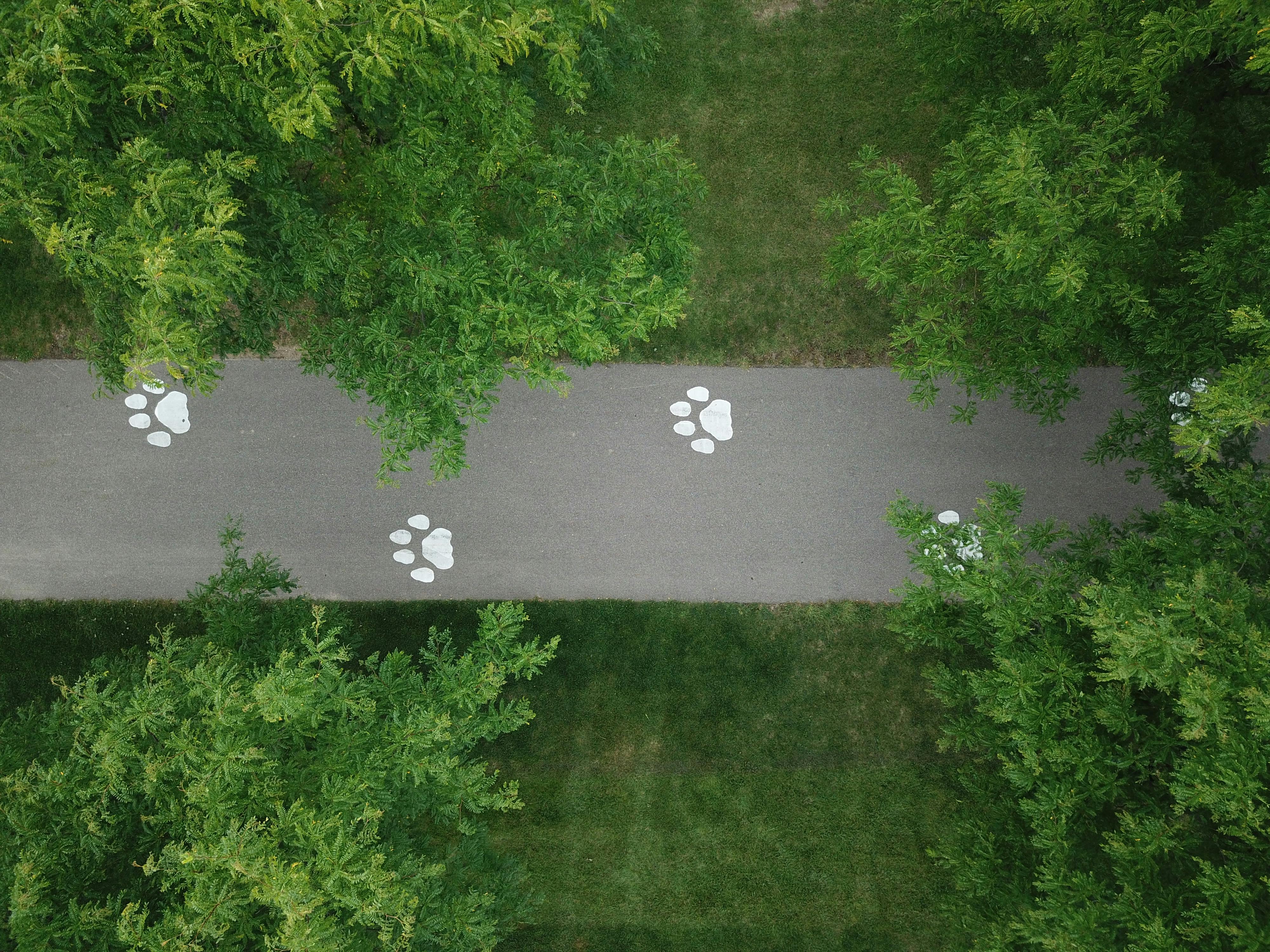 Paw Prints on Paved Pathway Between Trees · Free Stock Photo
