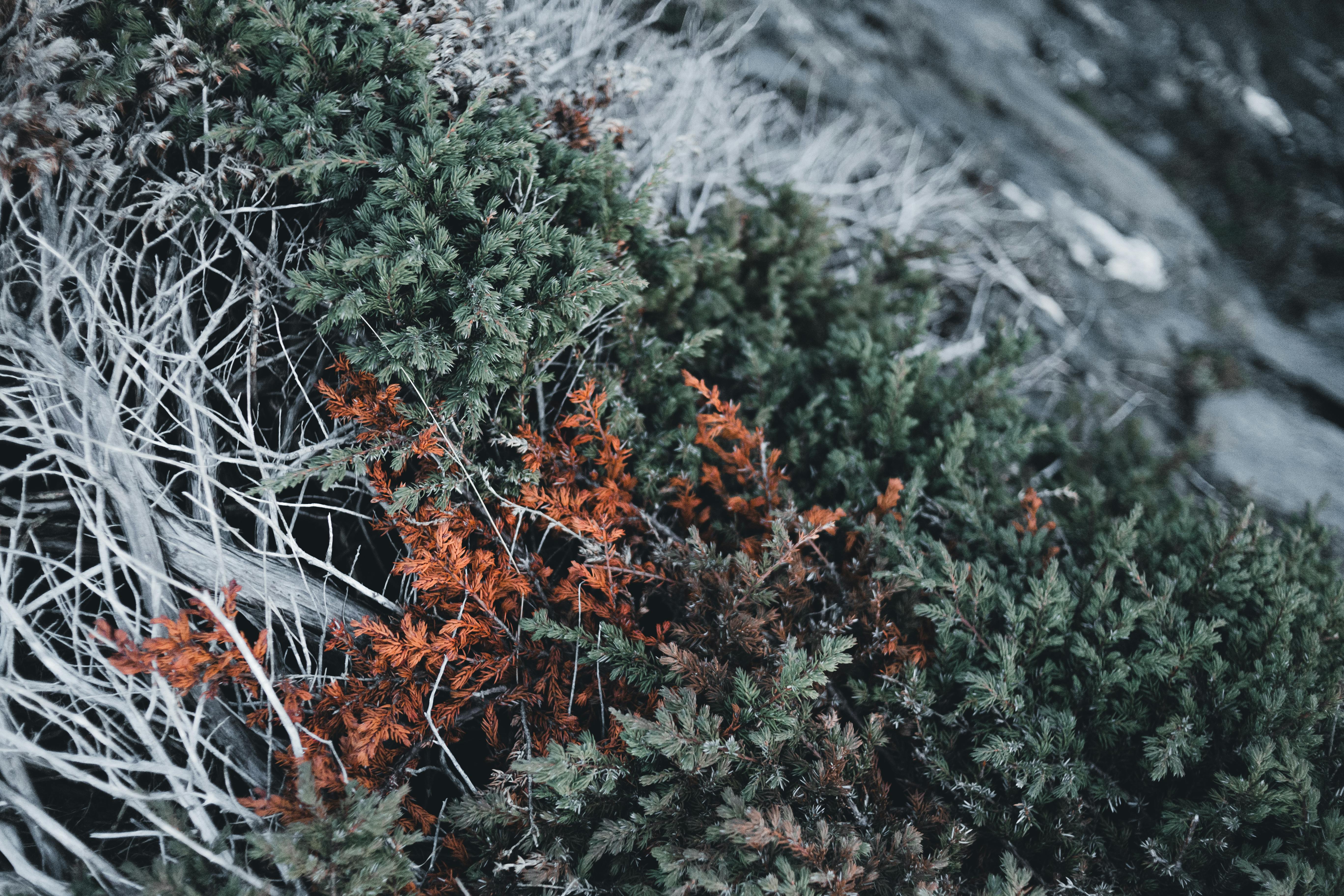 Withering Leaves of a Tree · Free Stock Photo