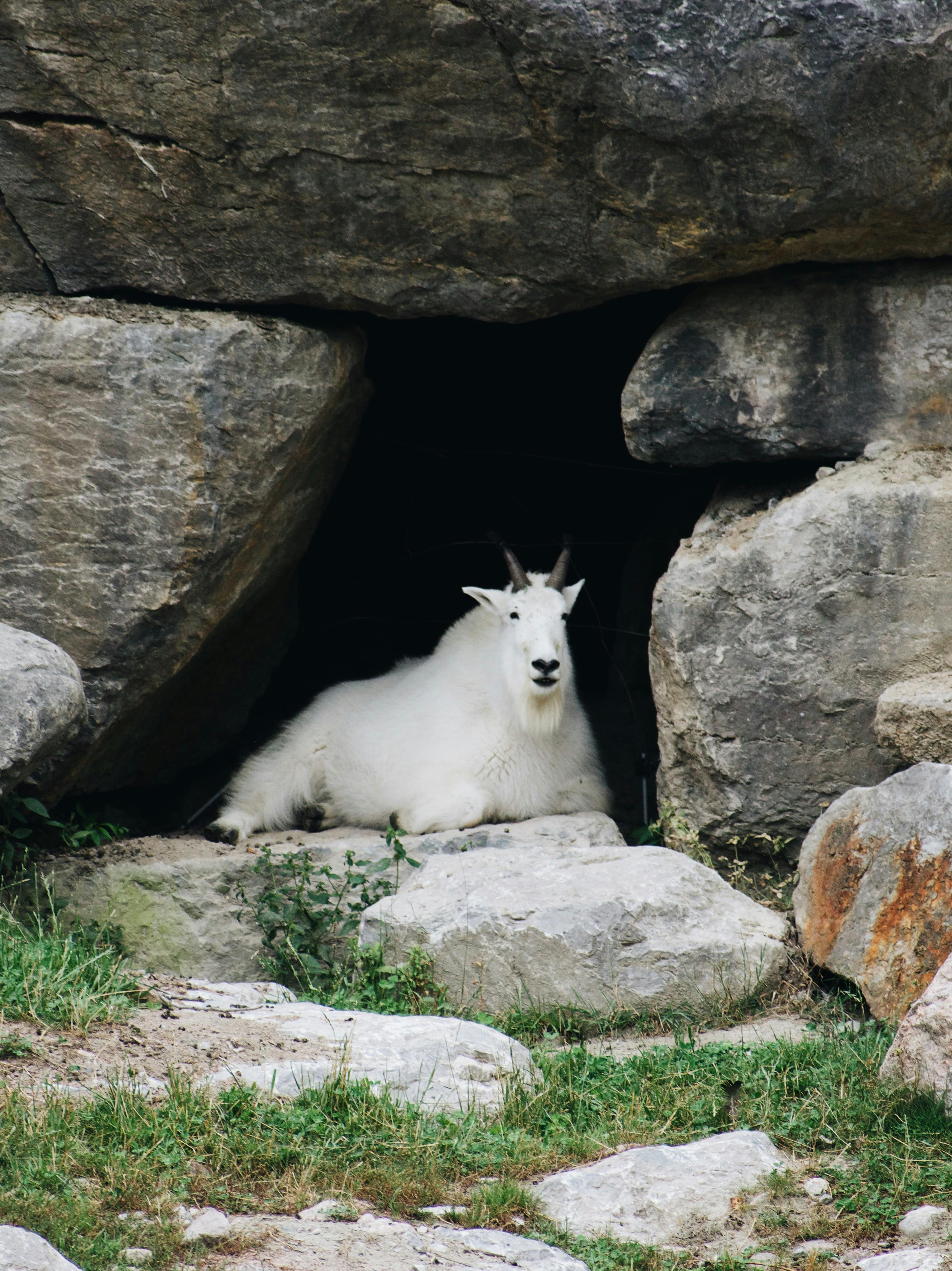 White Goat Lying in the Cave · Free Stock Photo