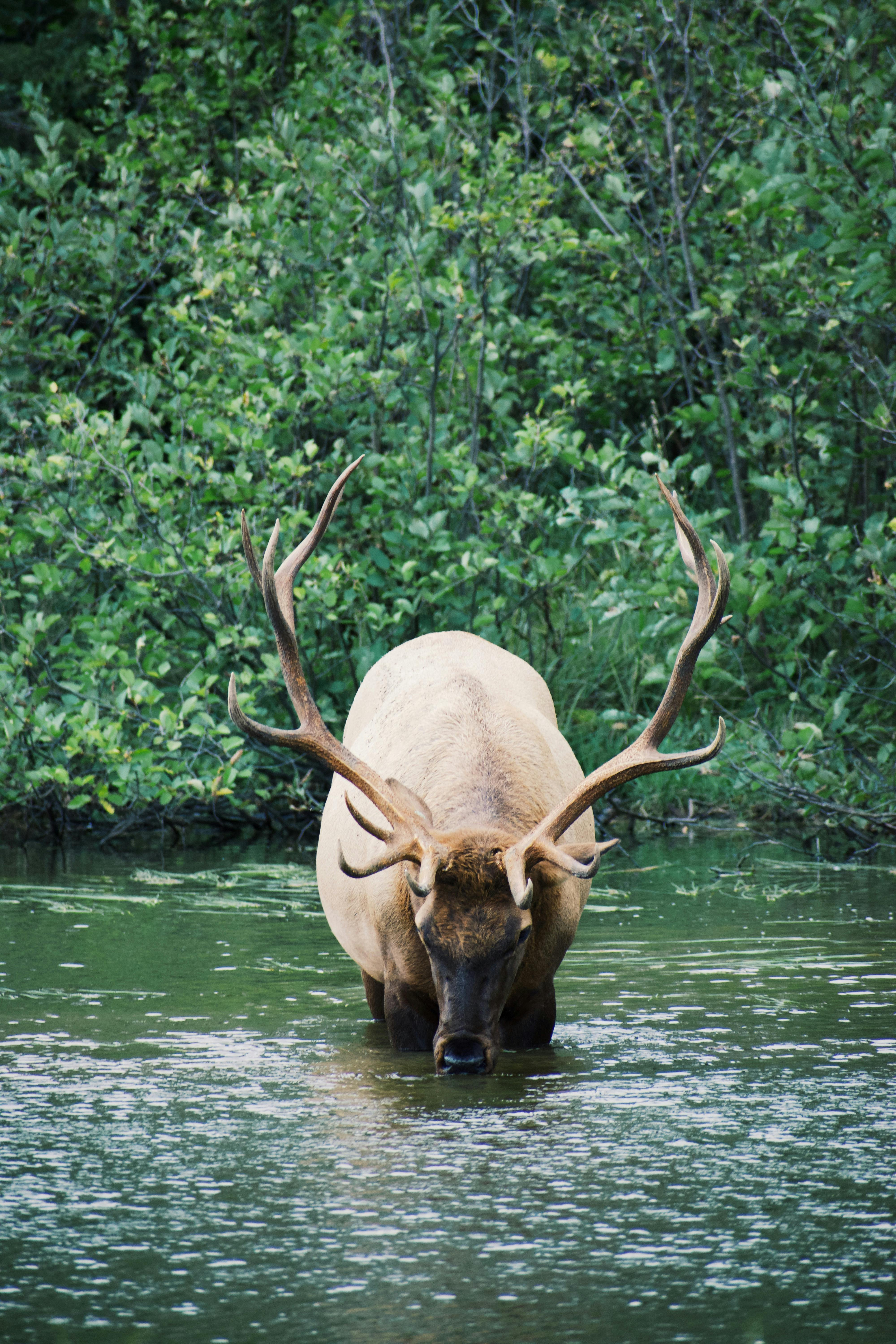 Close-Up Shot of a Roosevelt Elk Drinking Water on a River · Free Stock ...