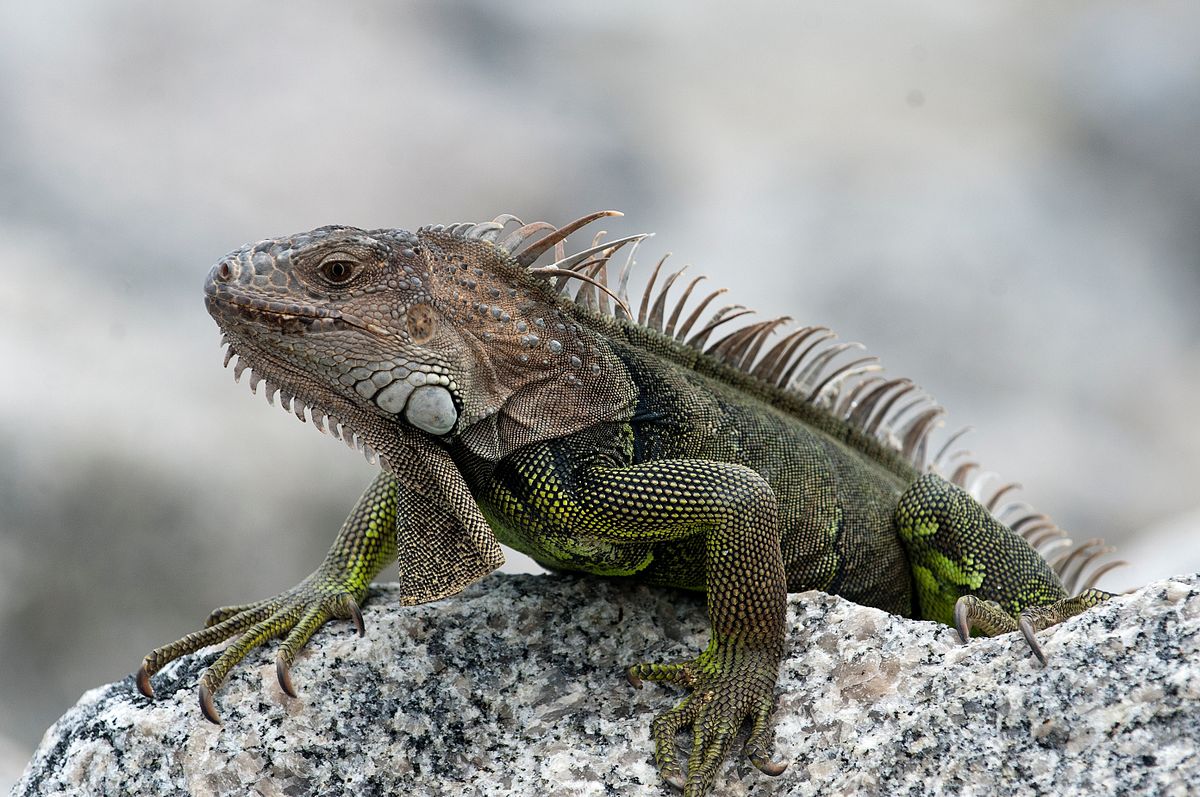 Naturalist Family Photos, Download The BEST Free Naturalist Family ...