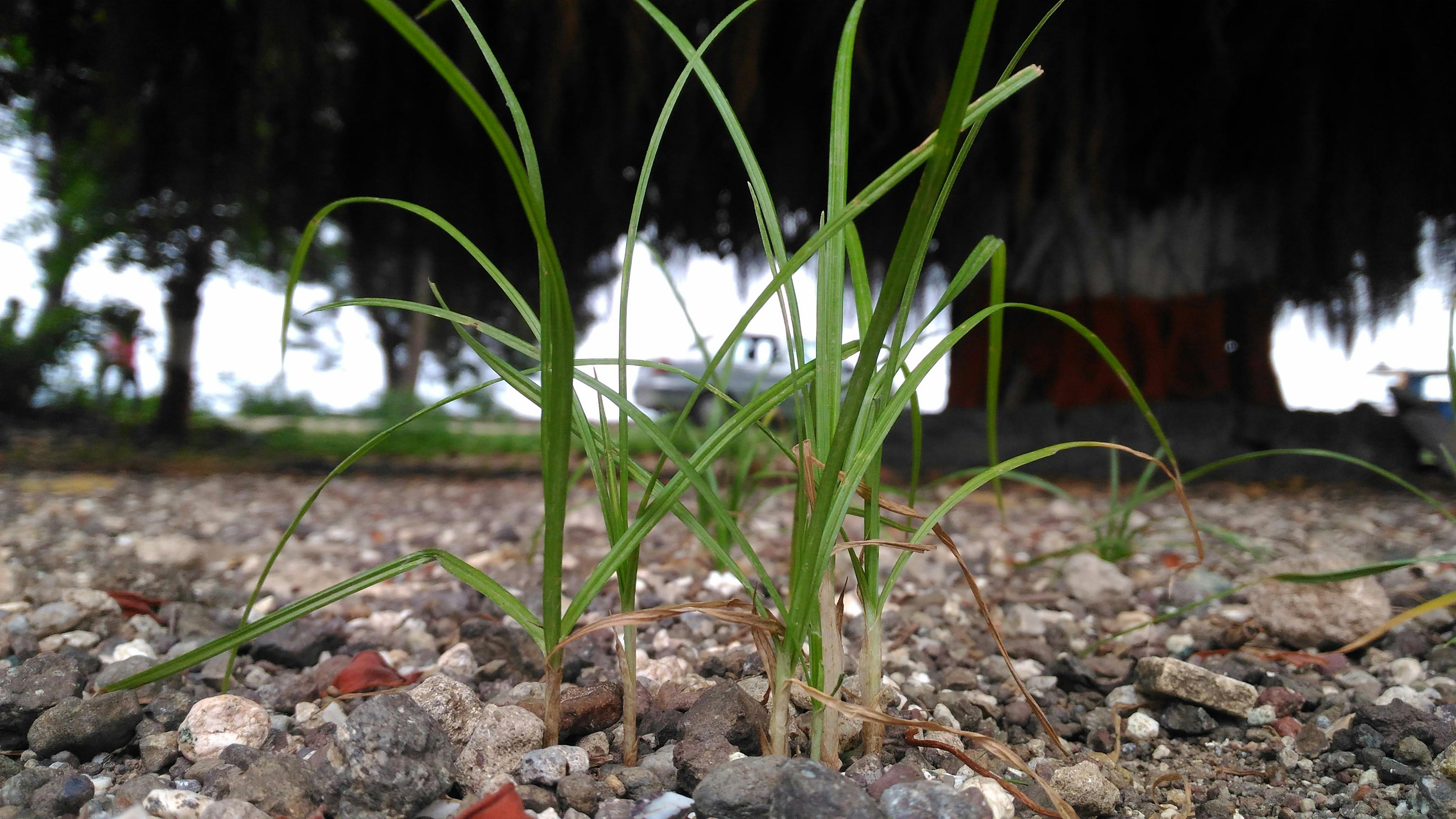 Free stock photo of colorful, grass, green grass