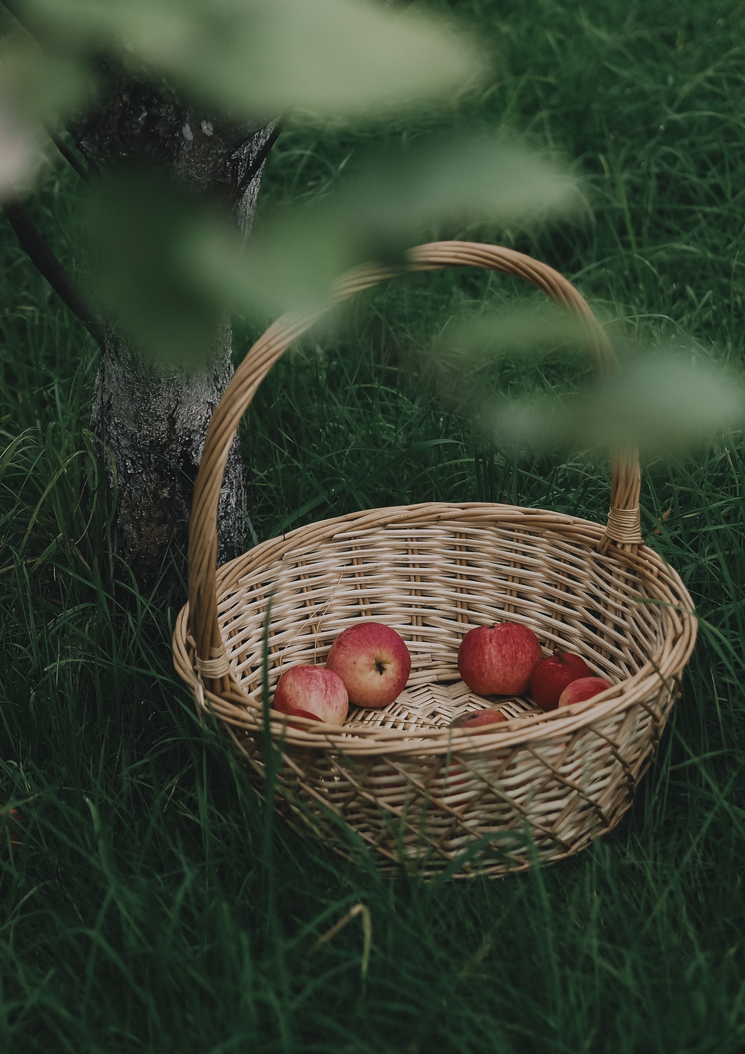 Red Apple · Free Stock Photo