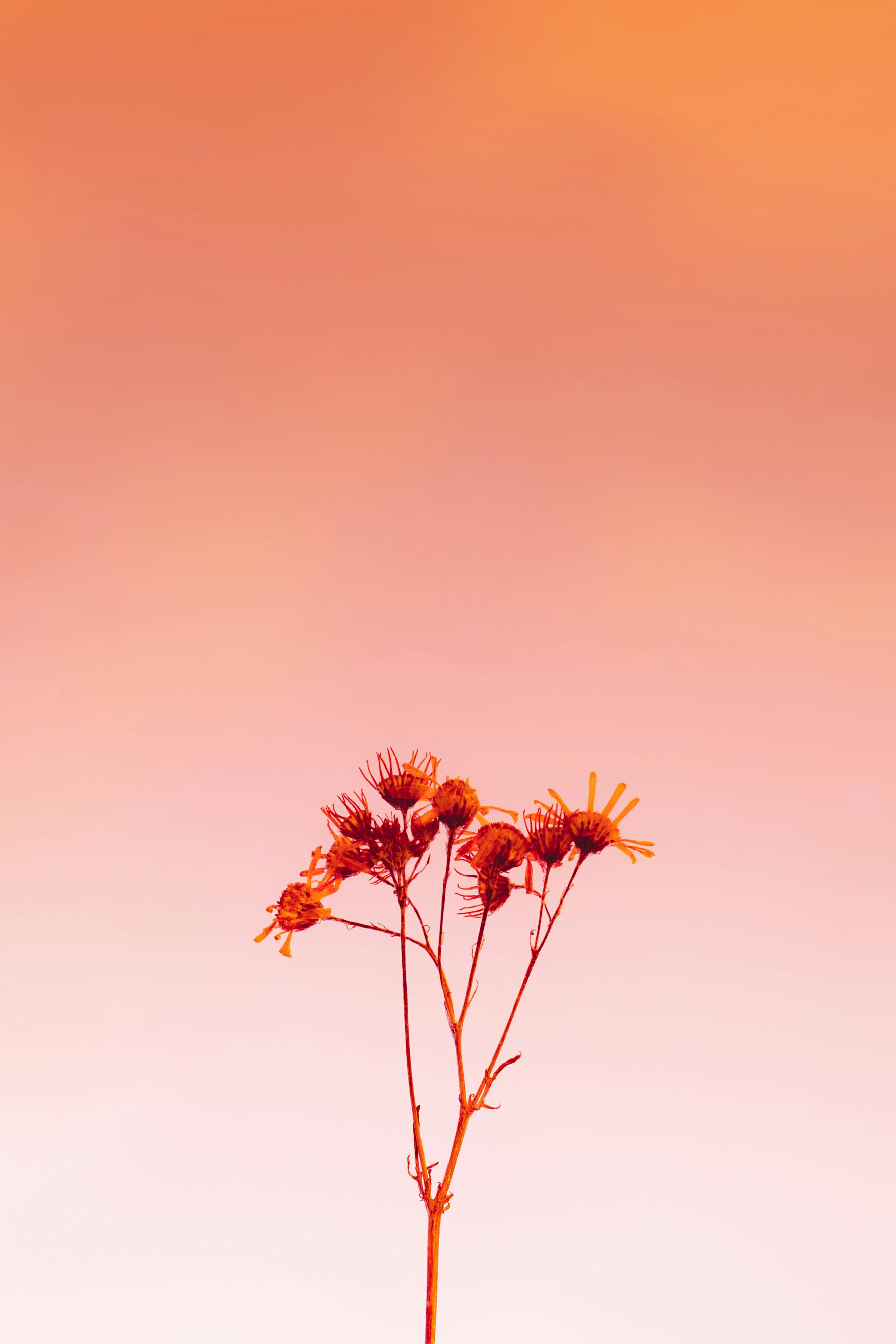 Gradient With Flowers Photos, Download The BEST Free Gradient With ...