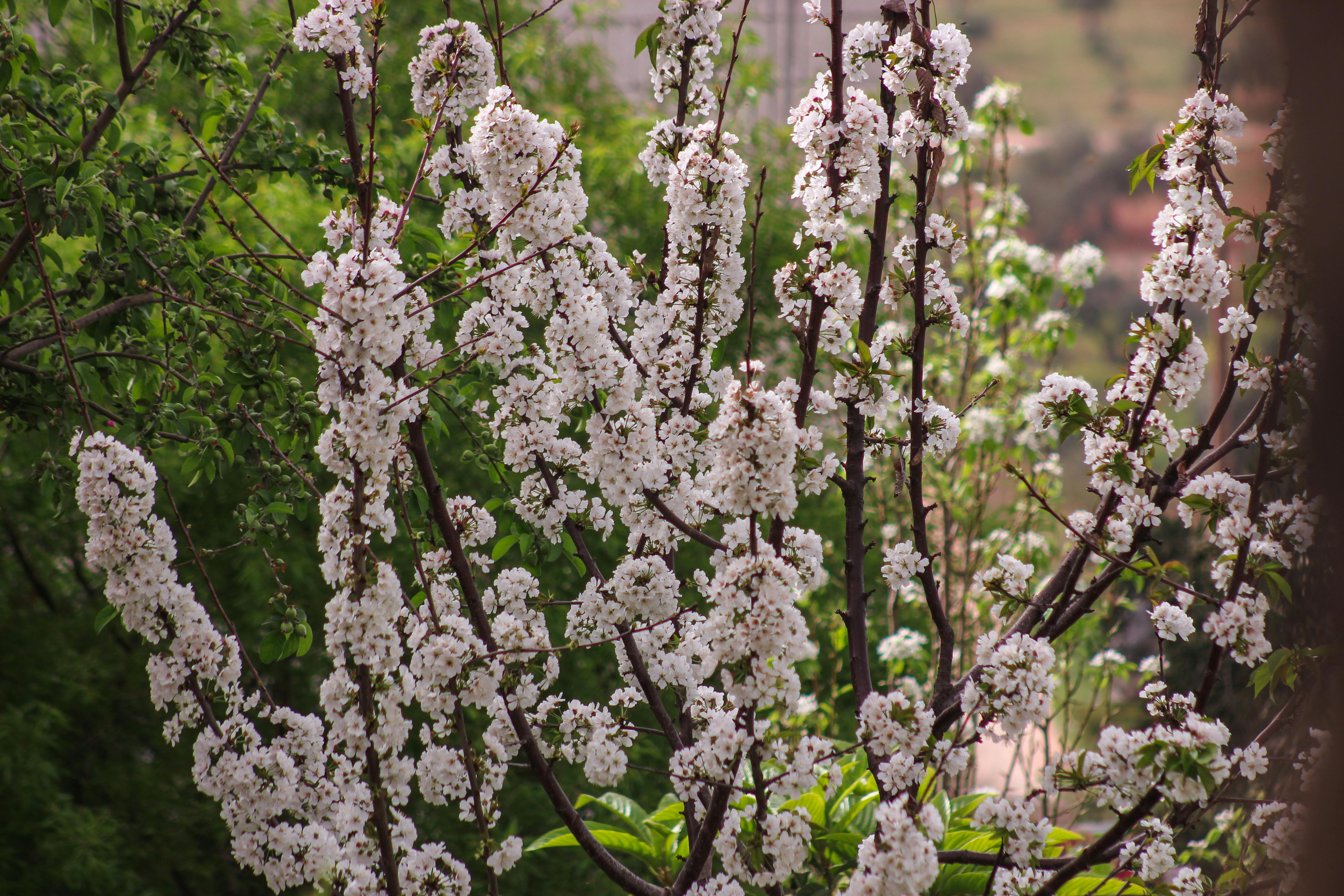 Sakura Tree at Daytime · Free Stock Photo
