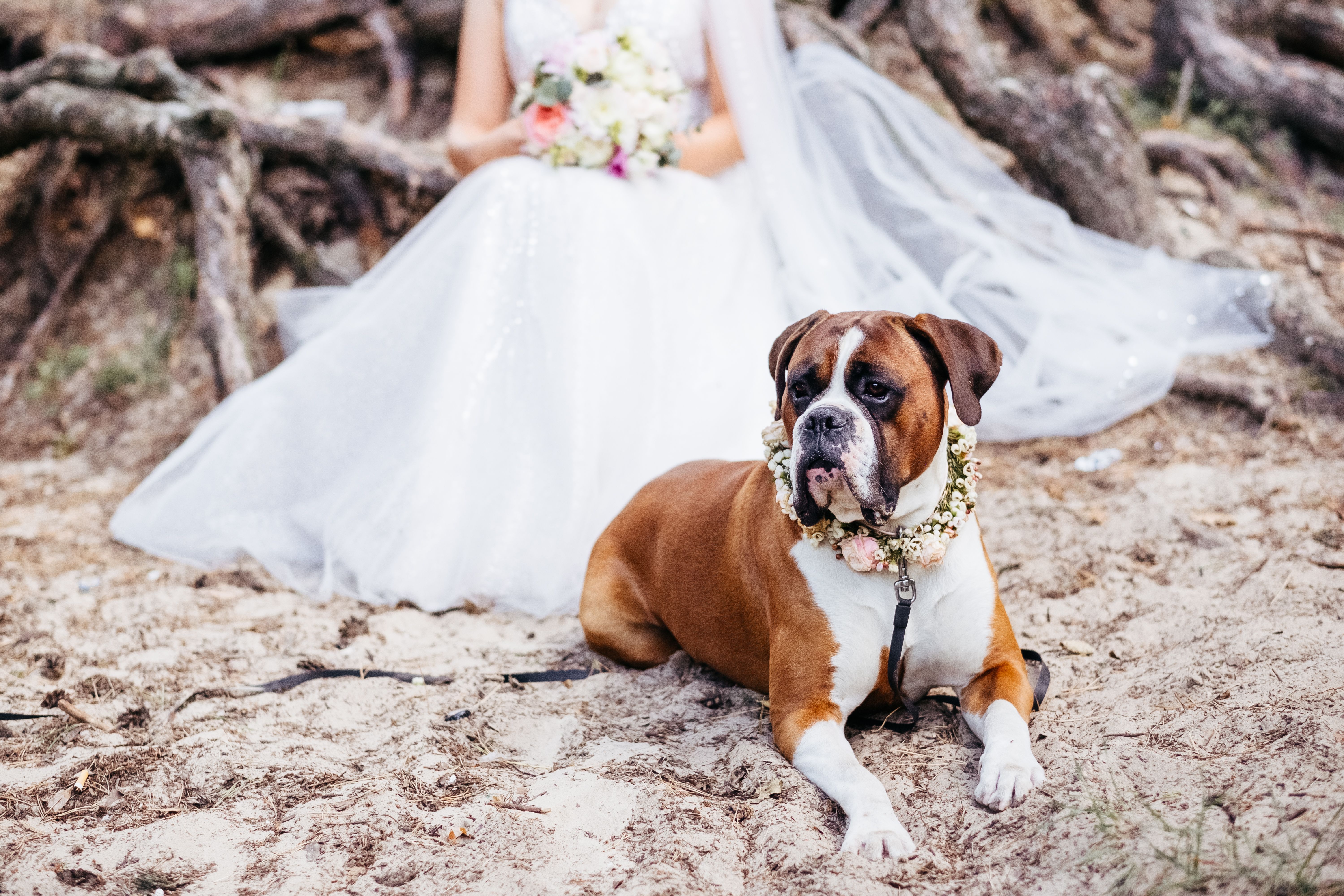 Bride and Her Brown and White Dog · Free Stock Photo