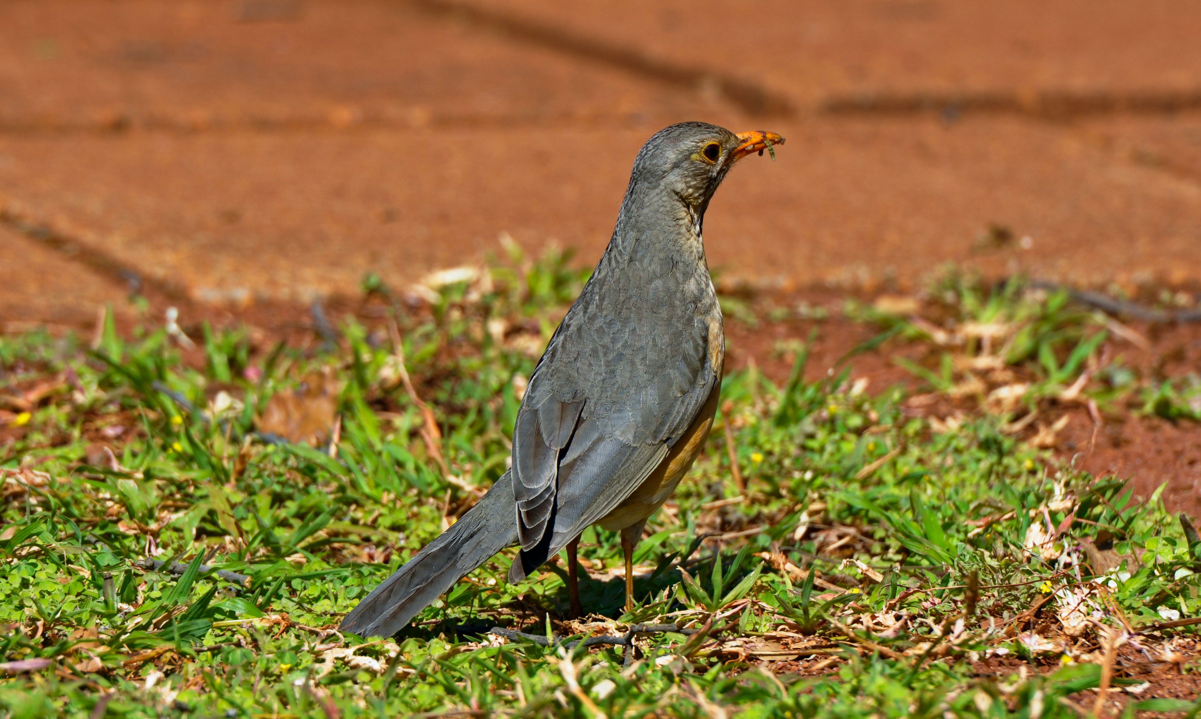 Thirteen Spotted Thrush Photos, Download The BEST Free Thirteen Spotted ...
