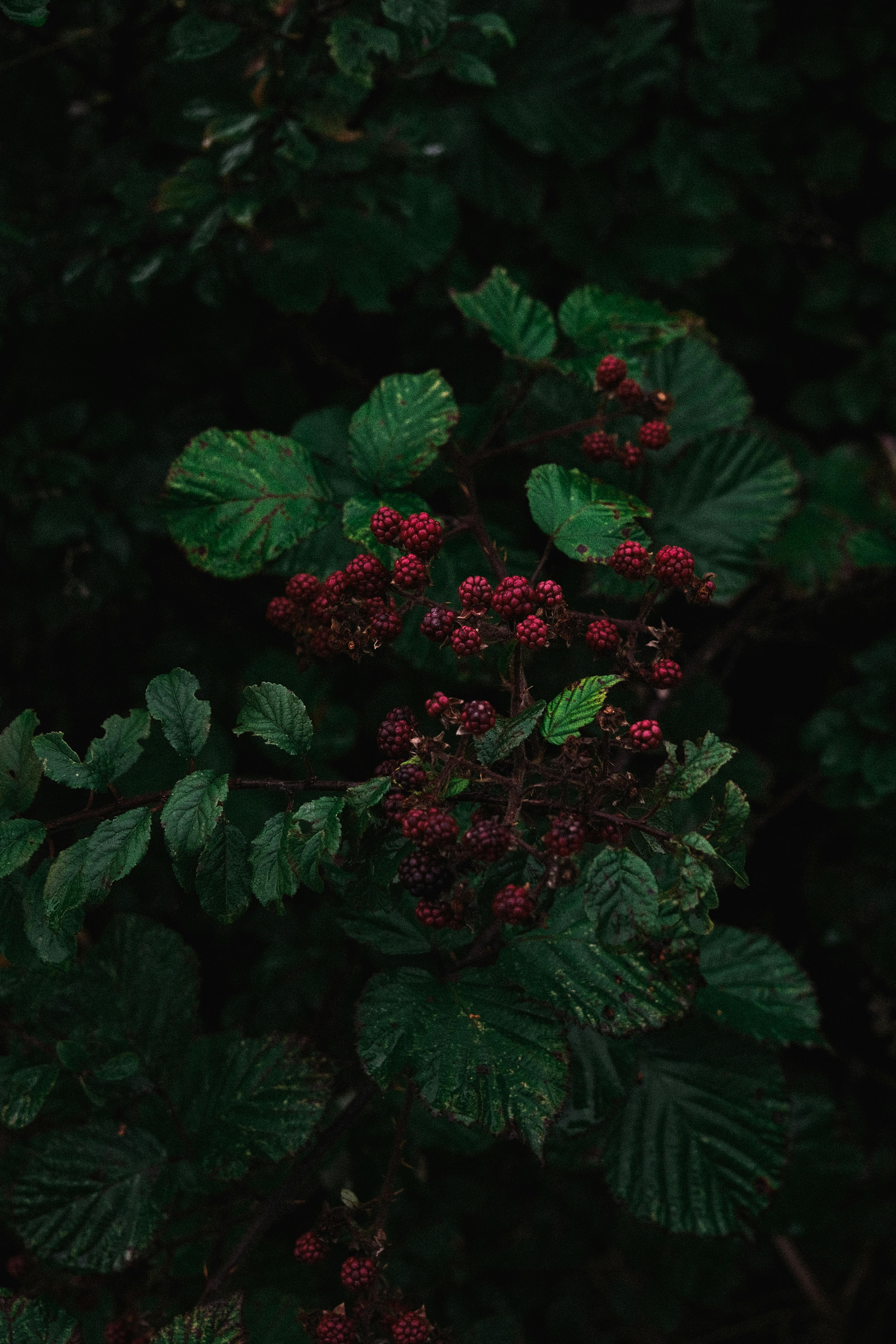 Green Leaf Plant with Red and Black Berries · Free Stock Photo