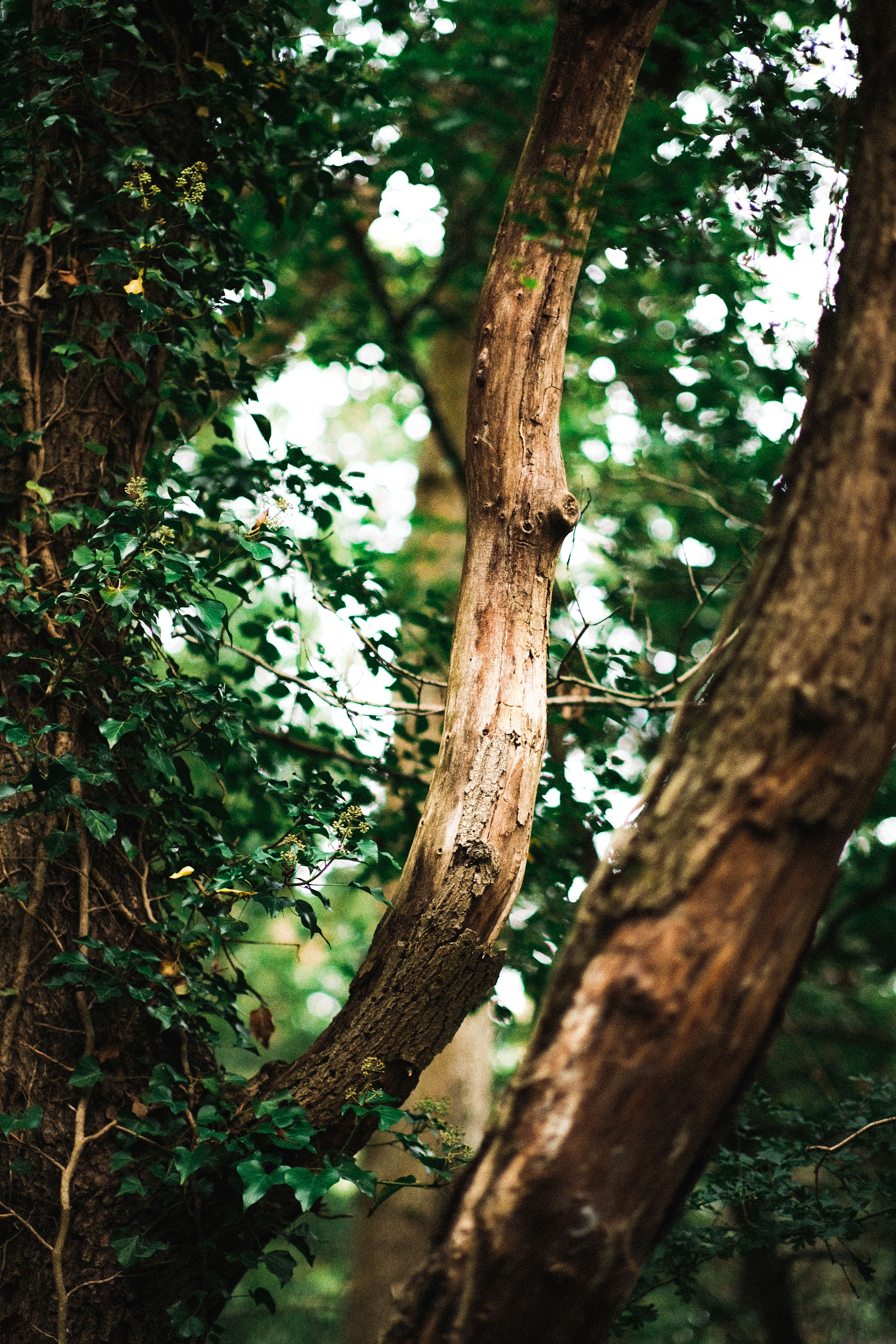 Brown Tree Trunks With Green Leaves · Free Stock Photo