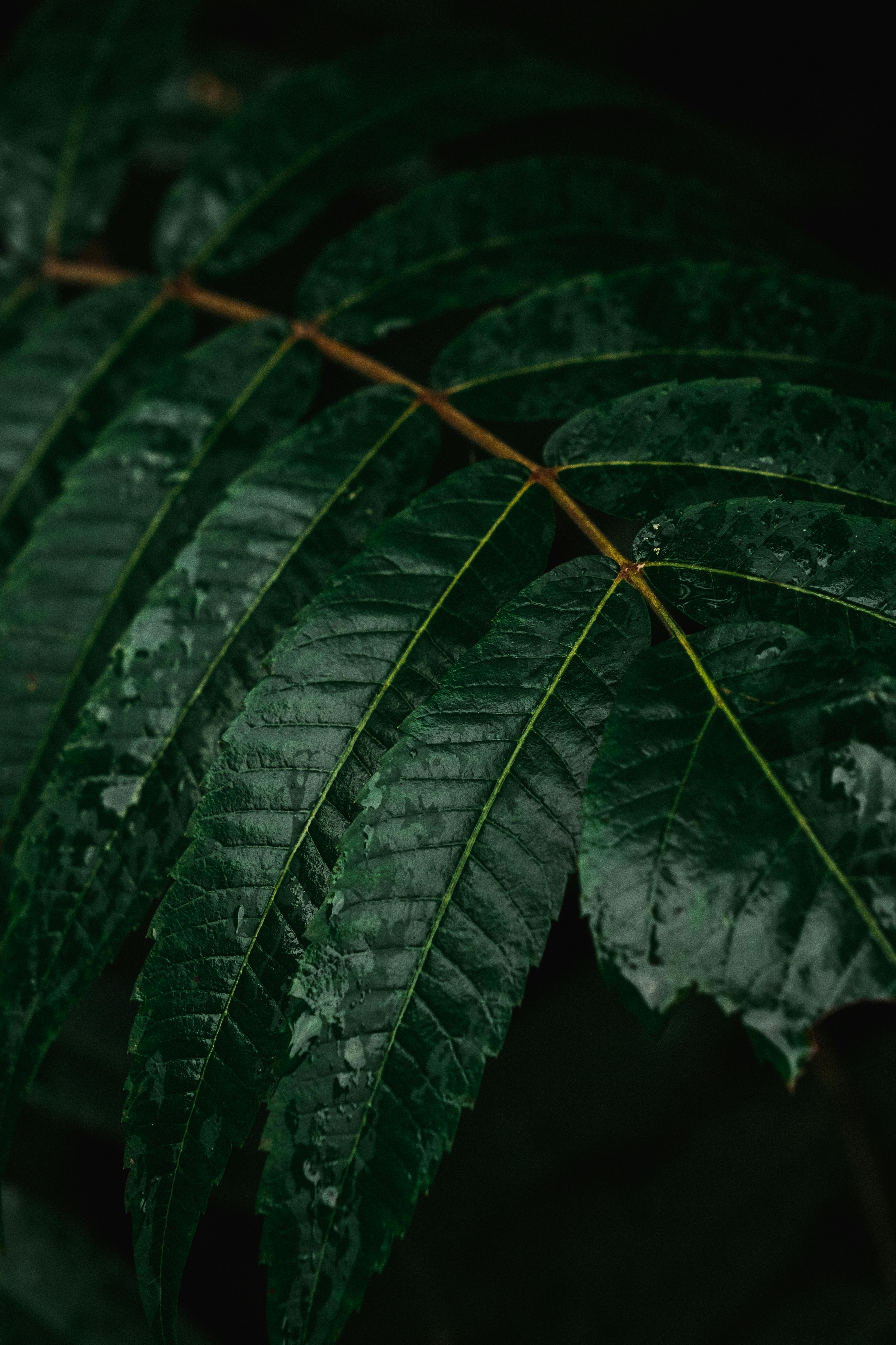 Close-Up Photo of Banana Leaves · Free Stock Photo