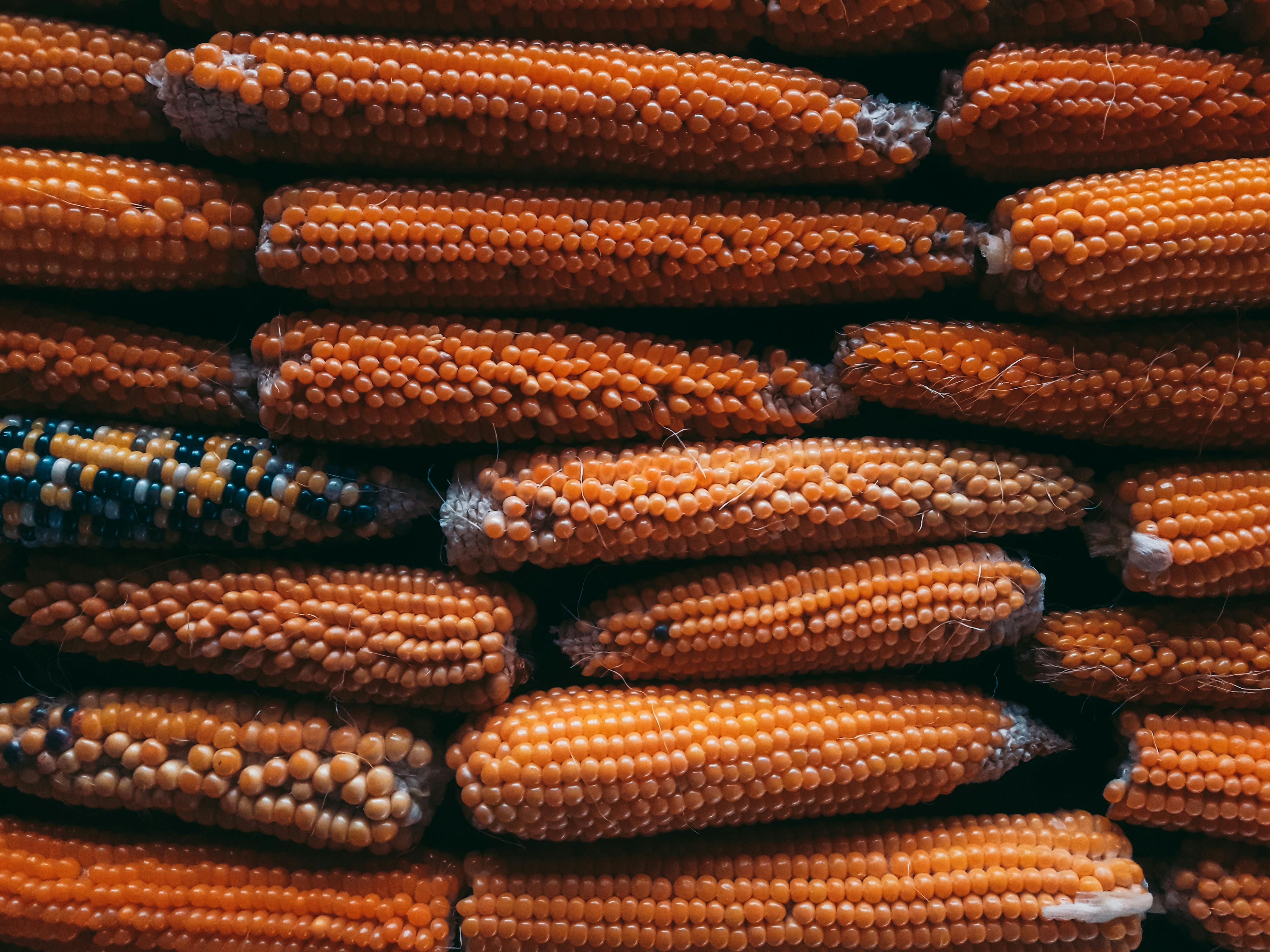 Bunch of Corn Cob · Free Stock Photo