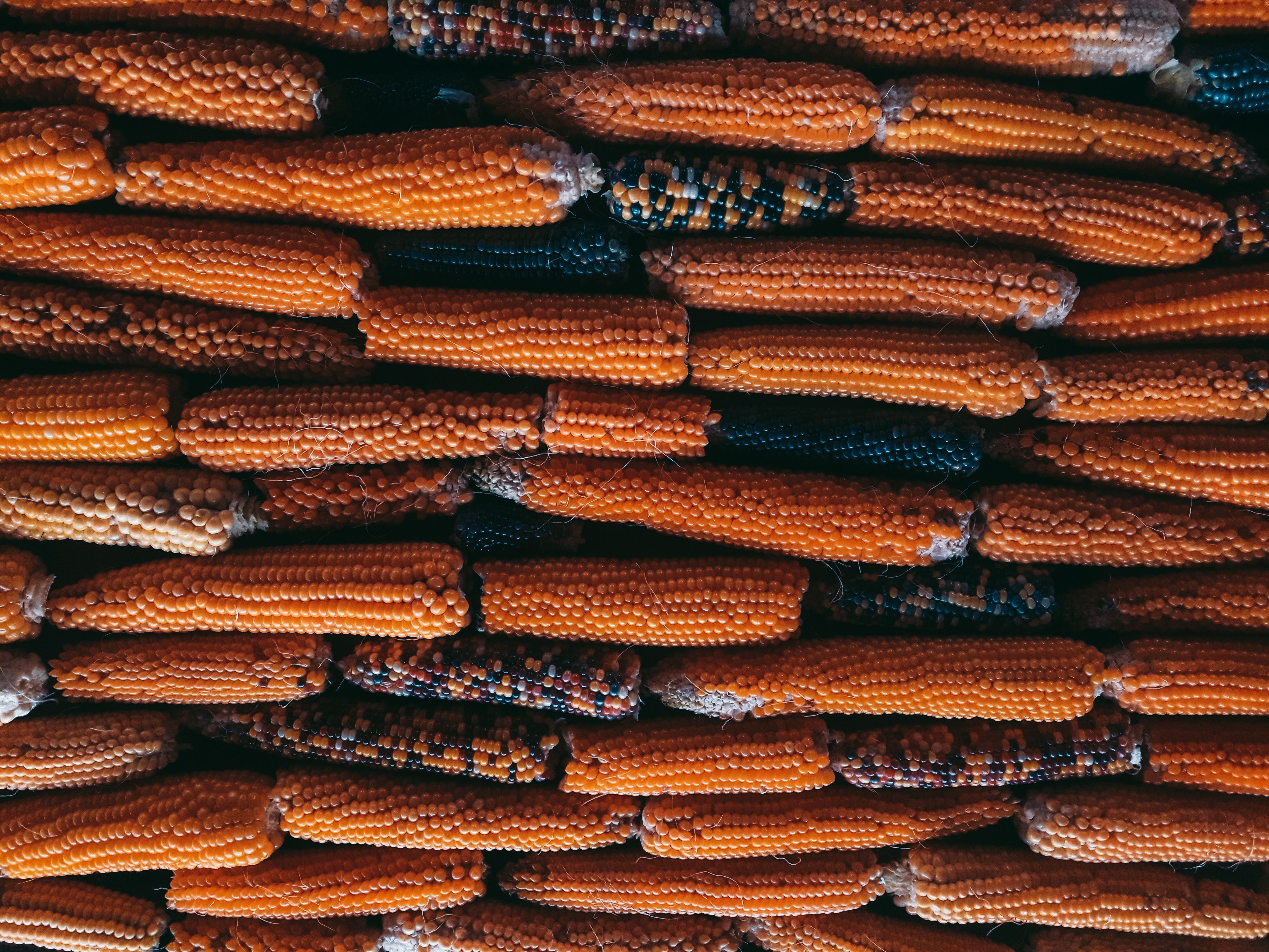 Bunch of Corn Cob · Free Stock Photo